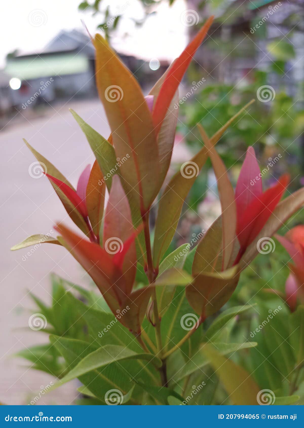 Daun Pucuk Merah Stock Photos - Free & Royalty-Free Stock Photos from ...
