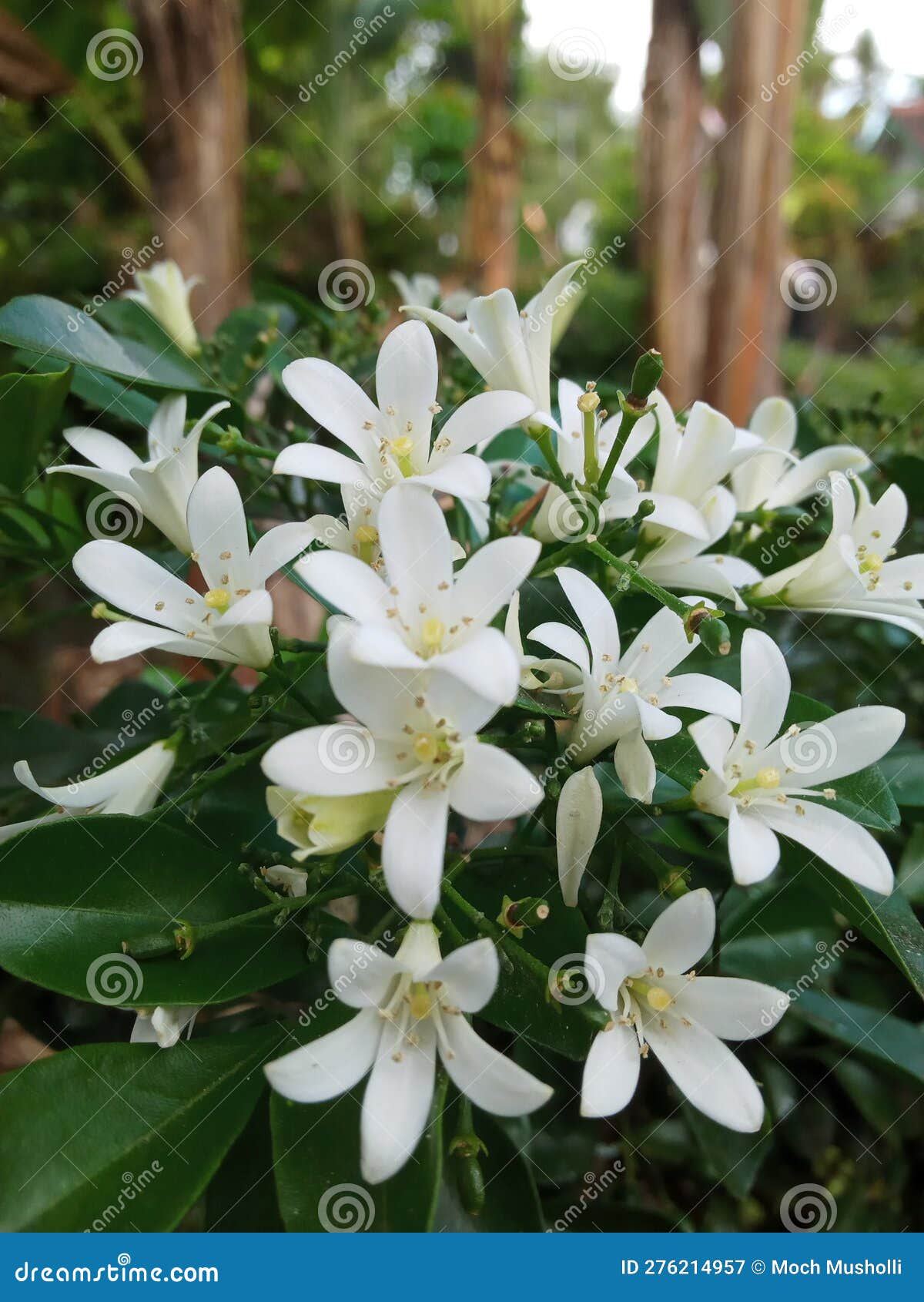 Sedap Malam, Indonesian Flower Stock Image - Image of indonesia, sedap ...