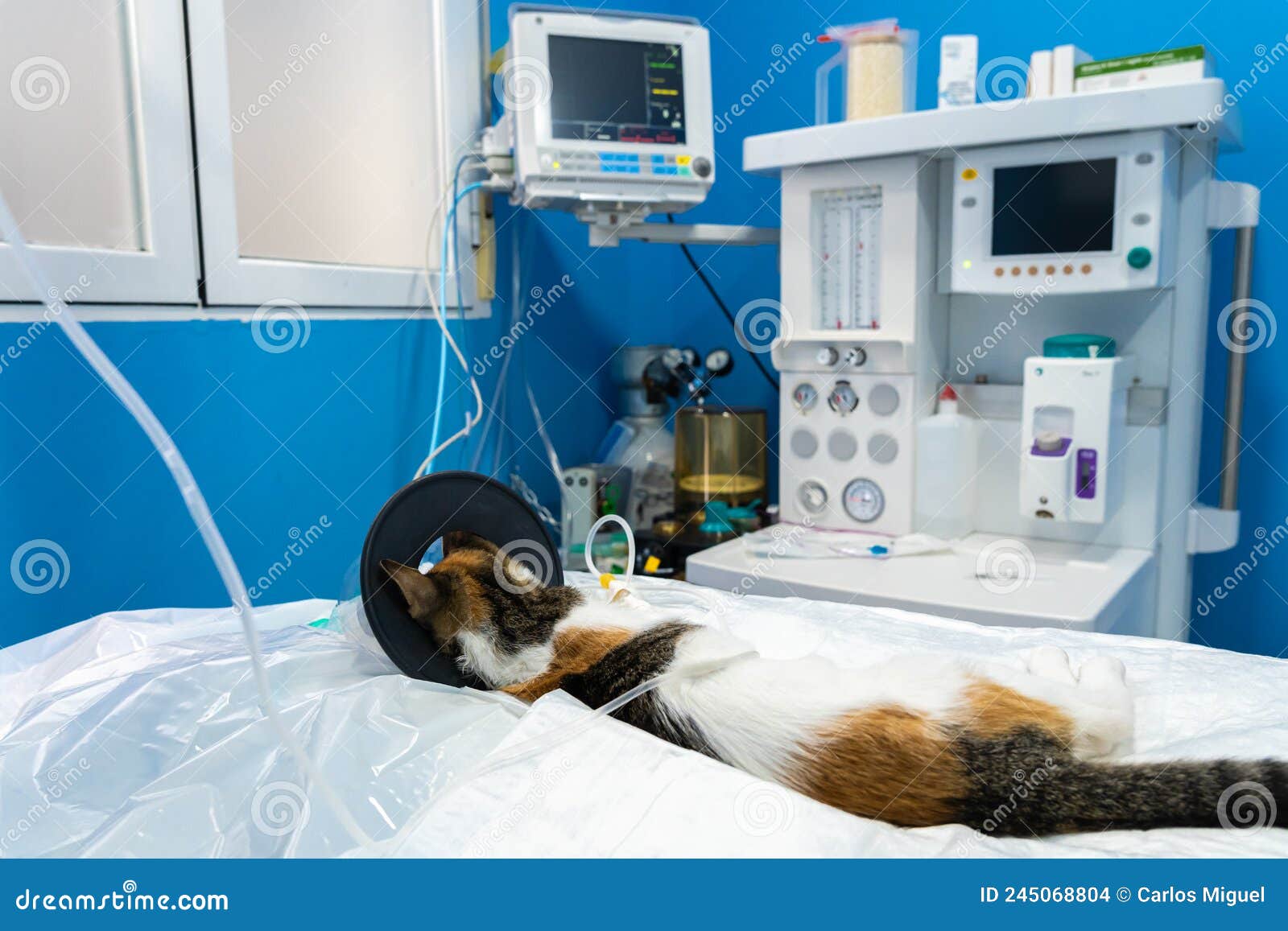 Preoxygenation In A Sedated White Poodle With A Mask Prior To ...