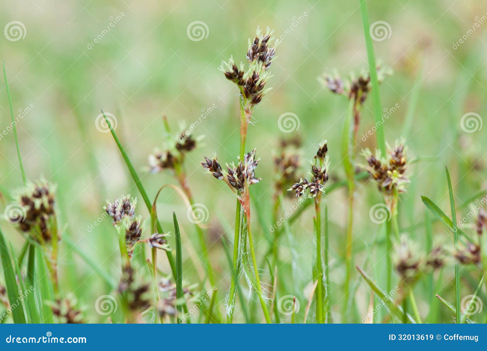 Sedge blossoms stock image. Image of bloom, reed, outdoors - 32013619