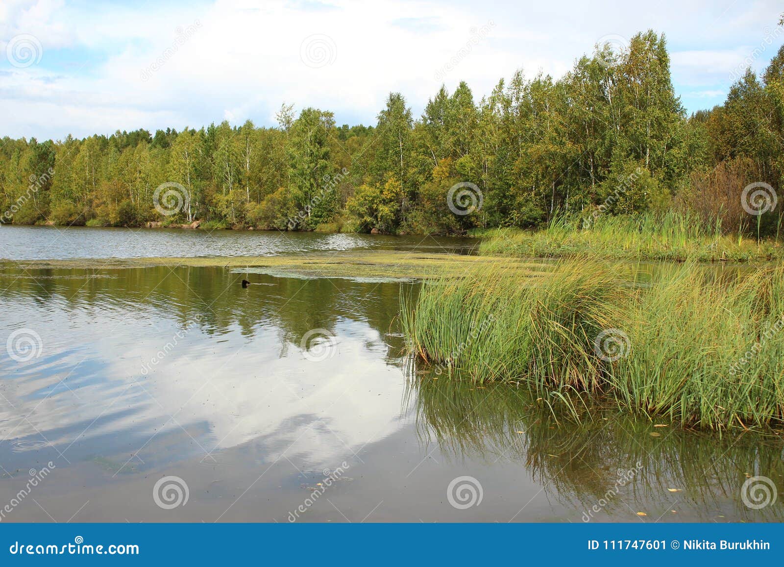 Sedge on the coast of lake stock image. Image of nature - 111747601