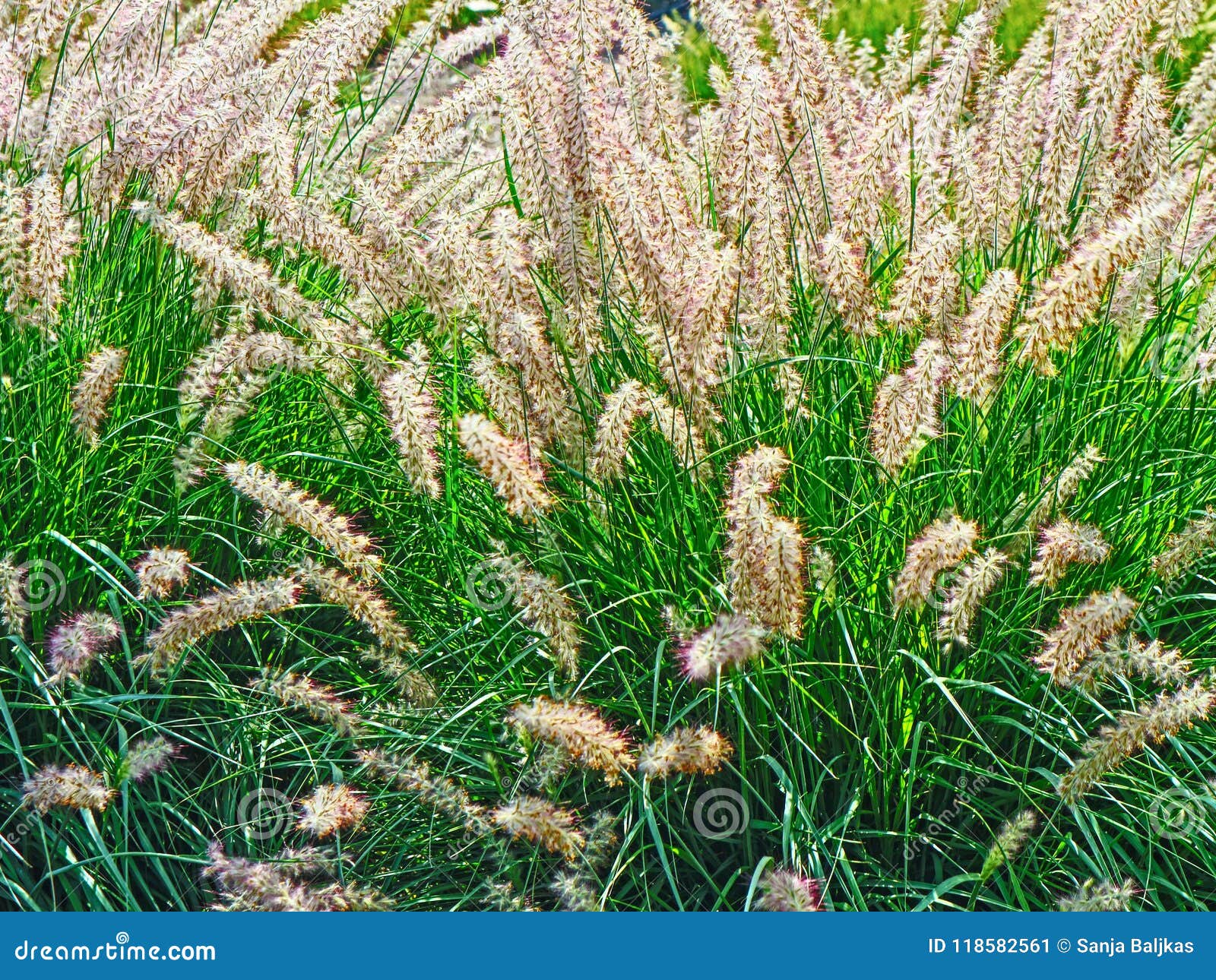 Sedge Grass Blooming in Summer Stock Image - Image of bloom, brush ...
