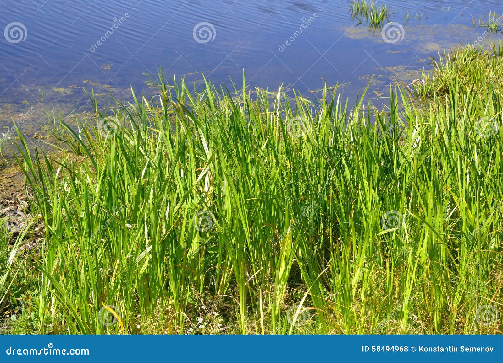 Sedge. stock photo. Image of plant, summer, environment - 58494968
