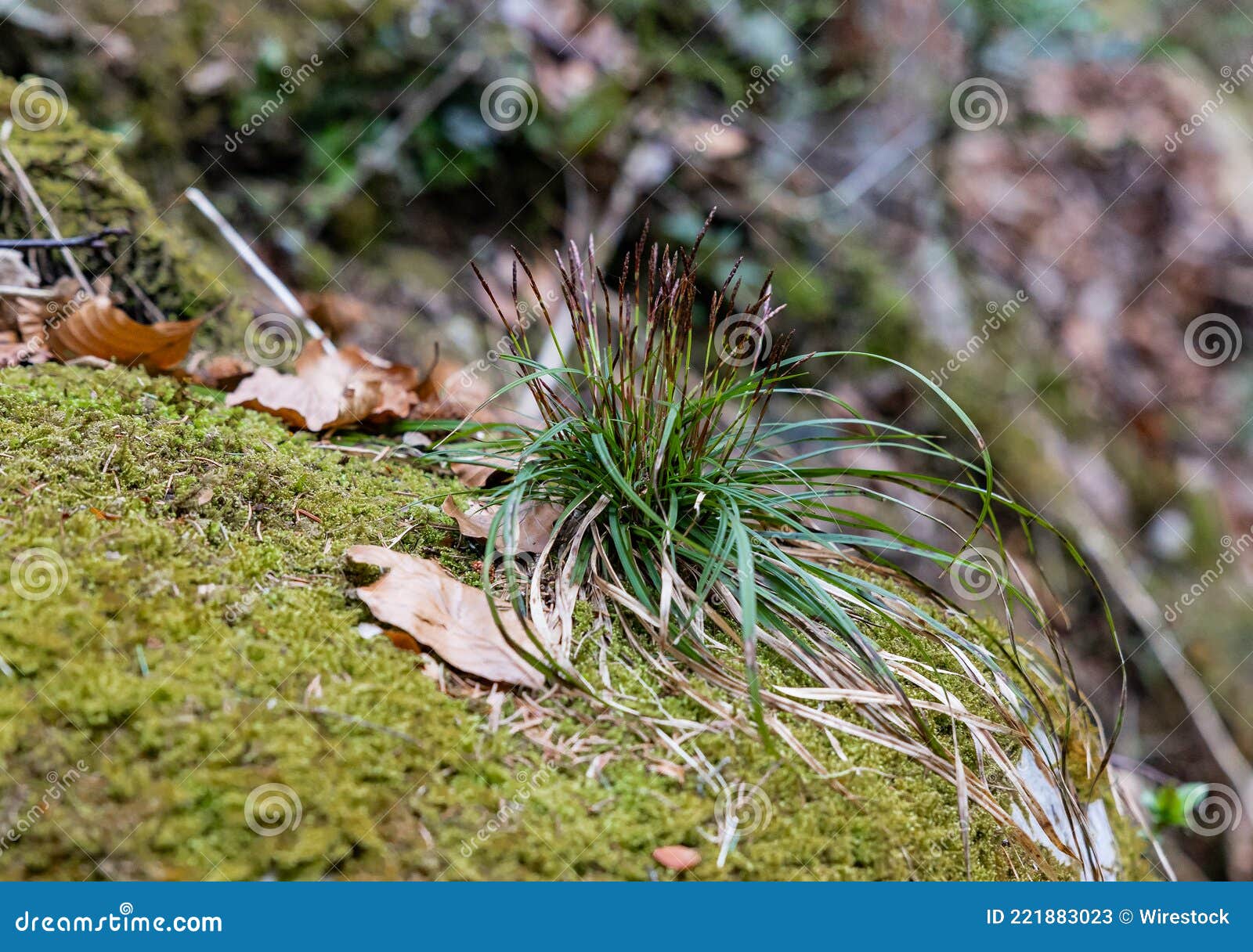 Sedge with Green Leaves Growing on the Ground Stock Image - Image of ...