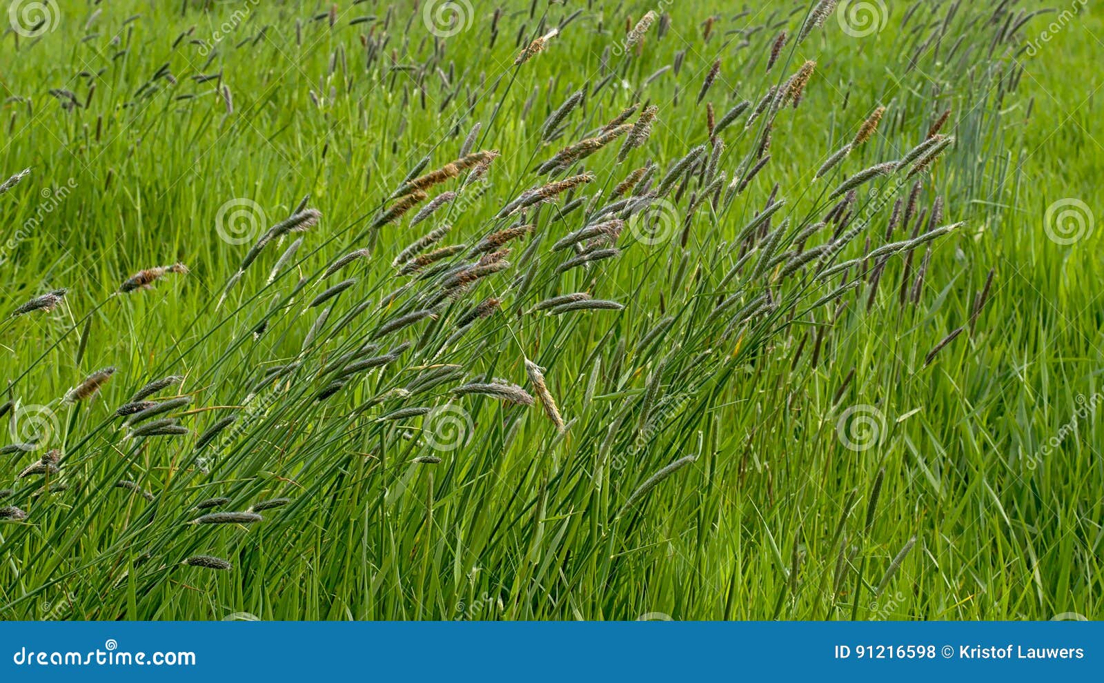 Sedge Plants Waving in the Wind - Cyperaceae Stock Photo - Image of ...