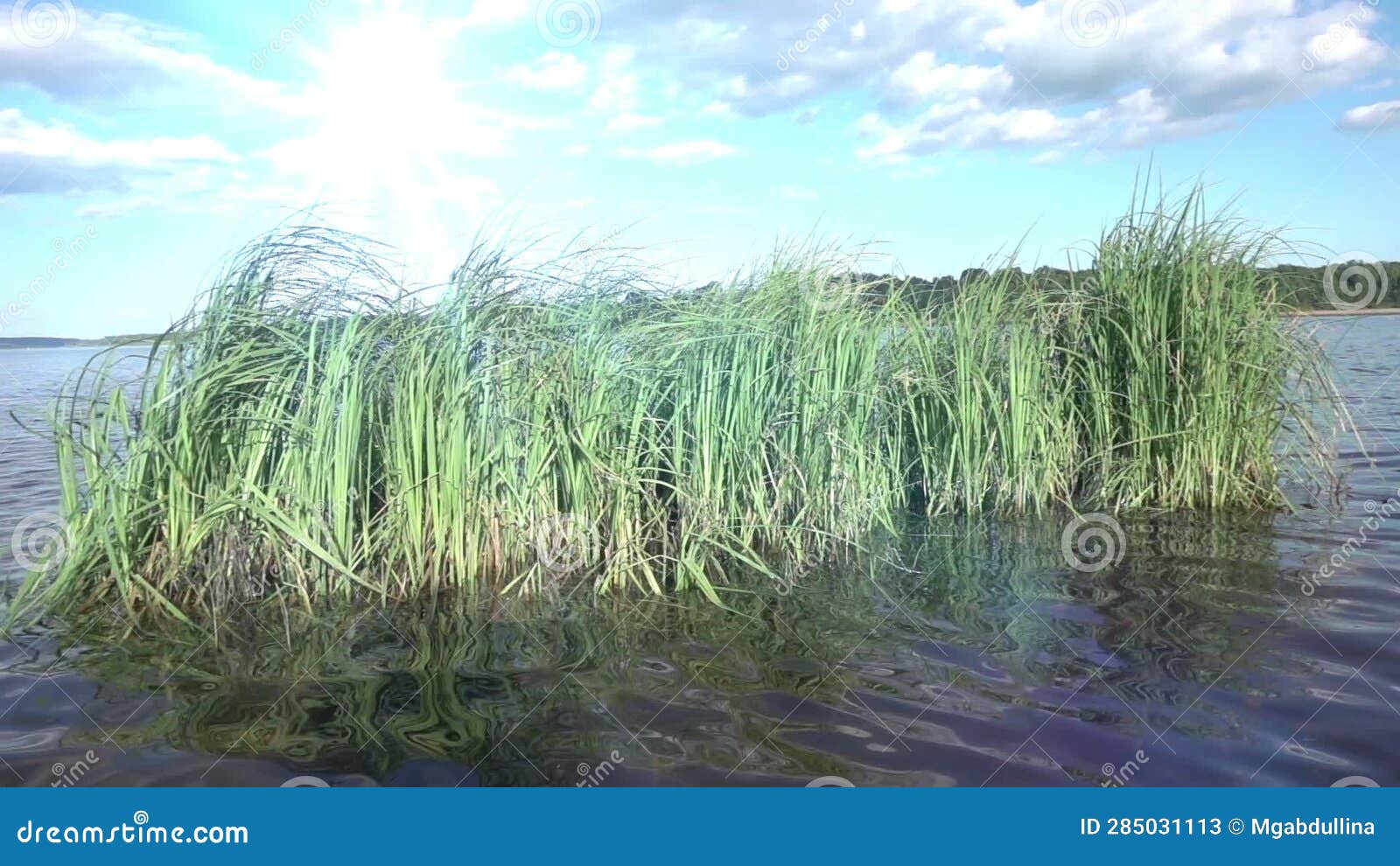 Sedge Sways in the Wind Against the Backdrop of a Forest Lake. a ...