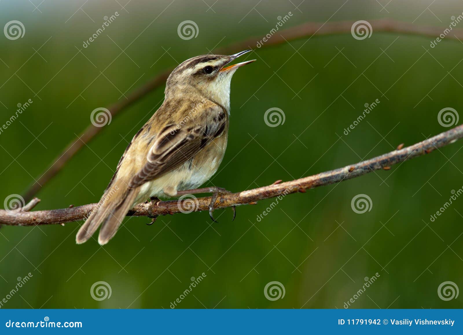 Sedge Warbler. a Singing Bird. Stock Photo - Image of fine, natural ...