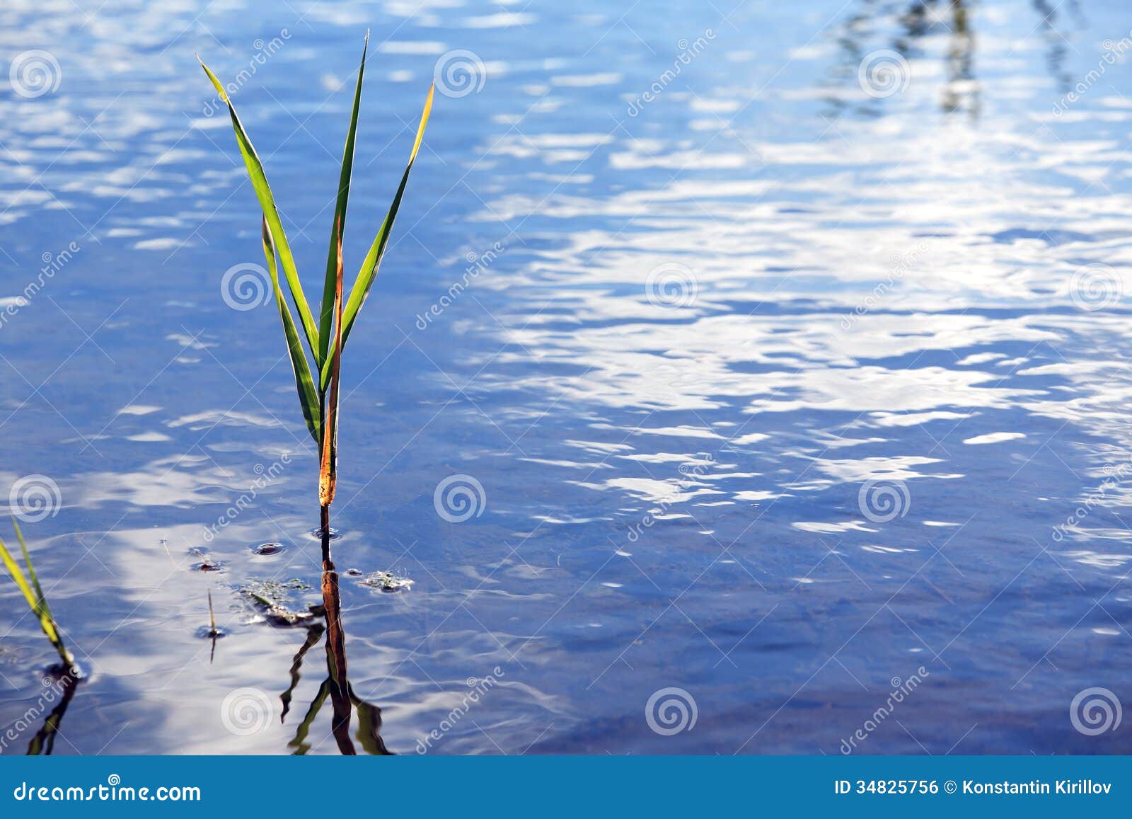 Sedge in Water stock photo. Image of season, grass, water - 34825756