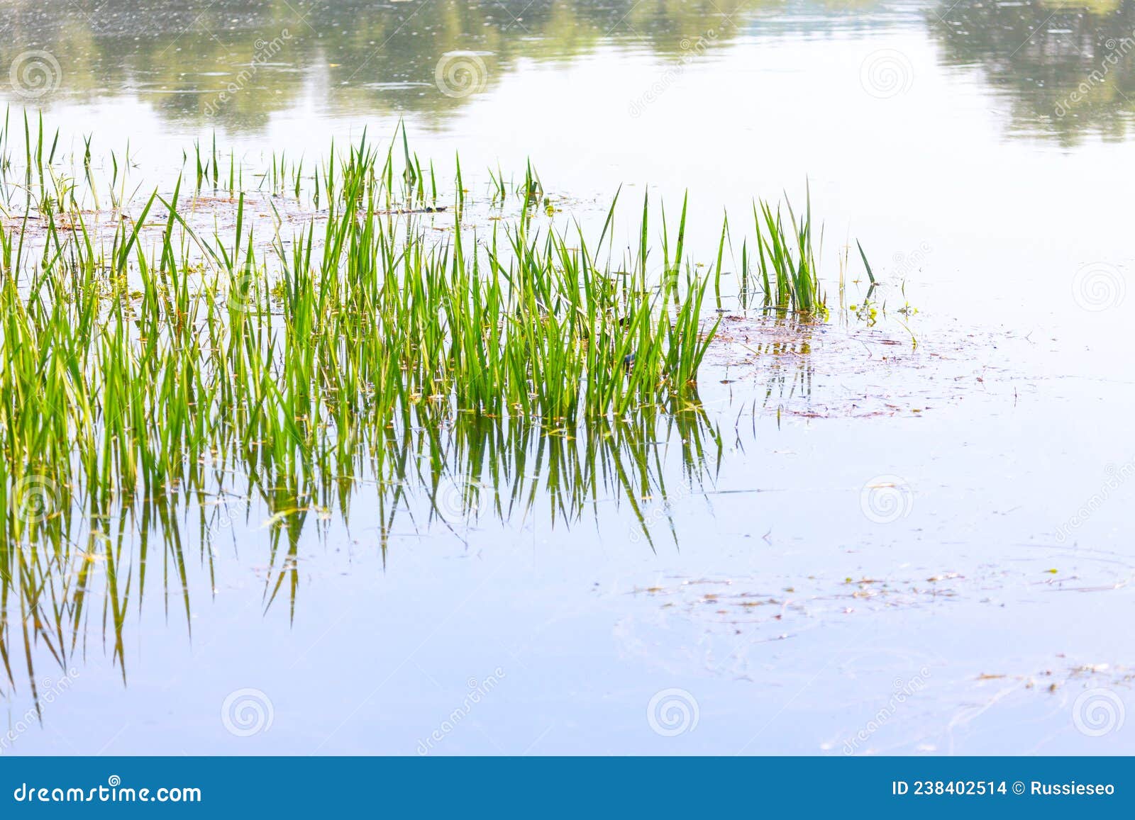 Sedge in the water stock photo. Image of outdoor, grass - 238402514