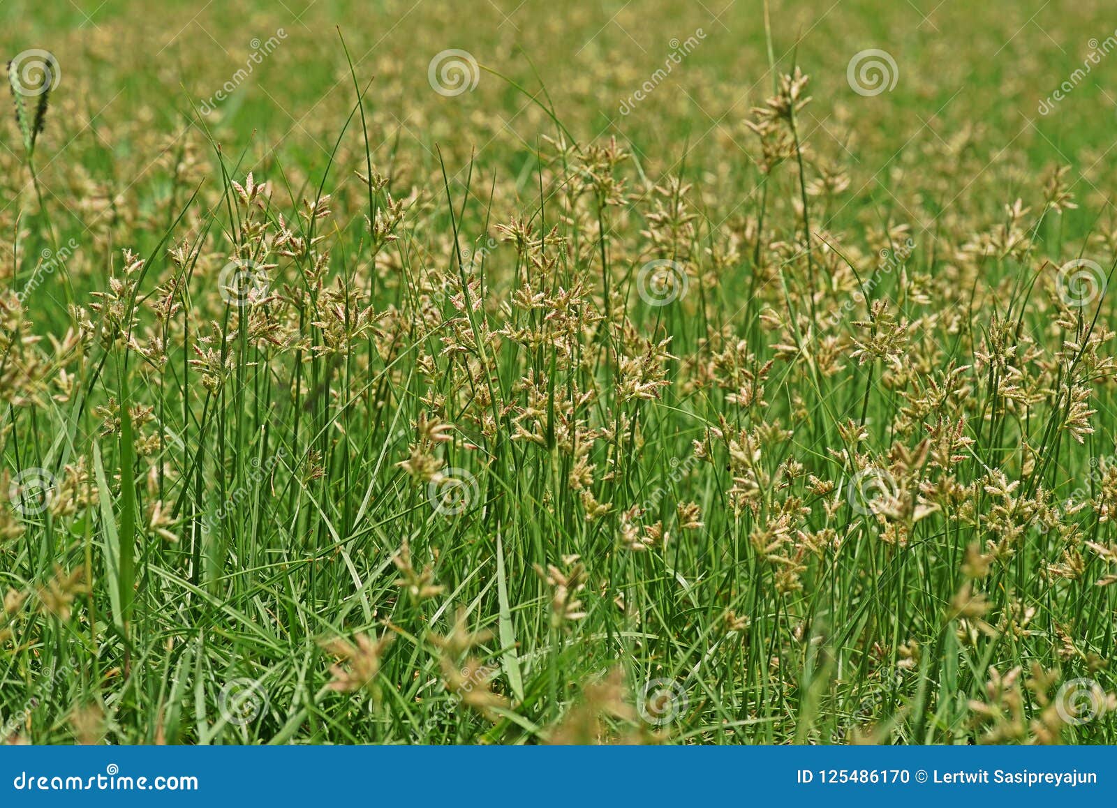 Sedges infested field stock photo. Image of crops, outdoor - 125486170