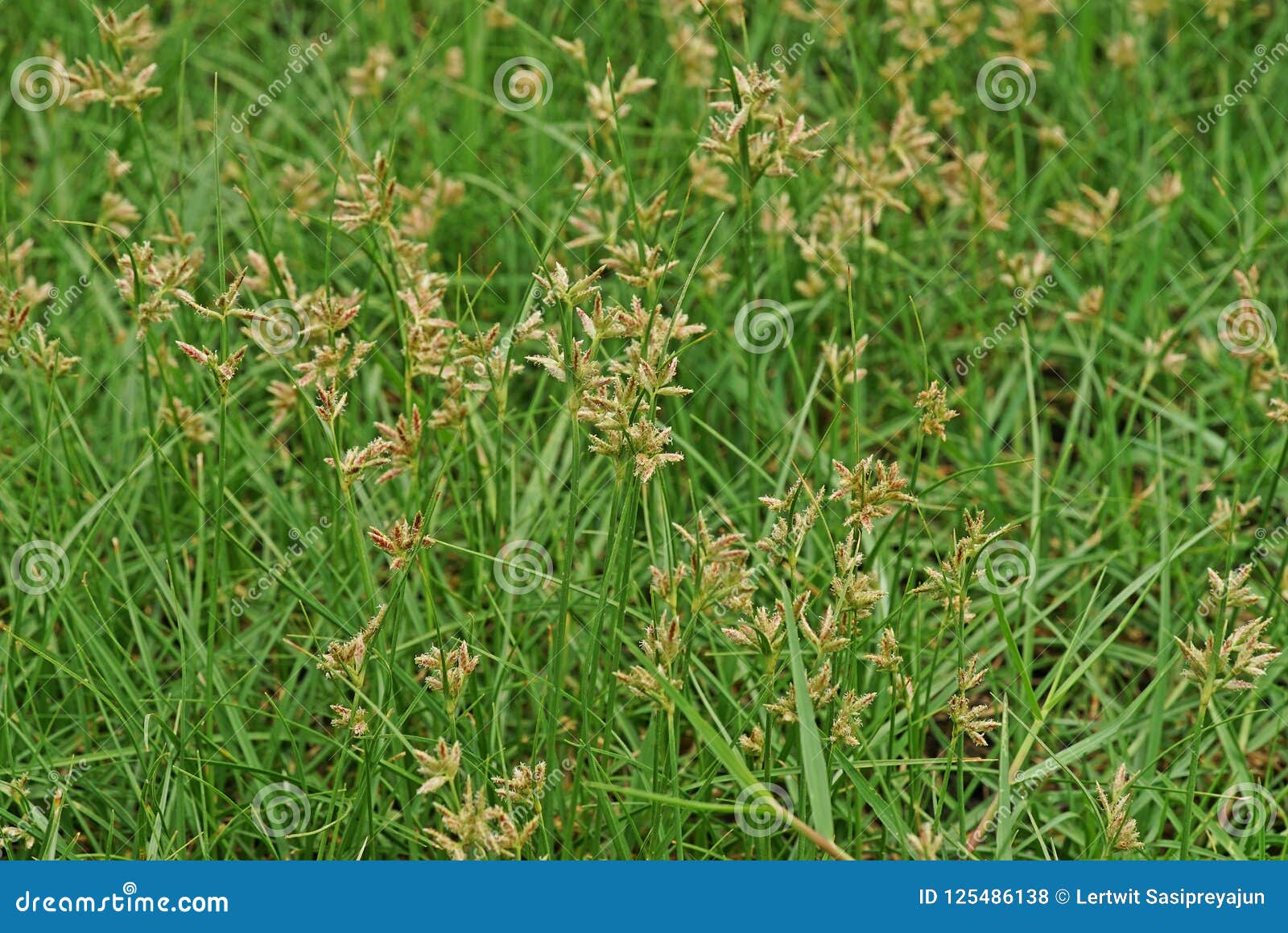 Sedges infested field stock photo. Image of asia, nature - 125486138