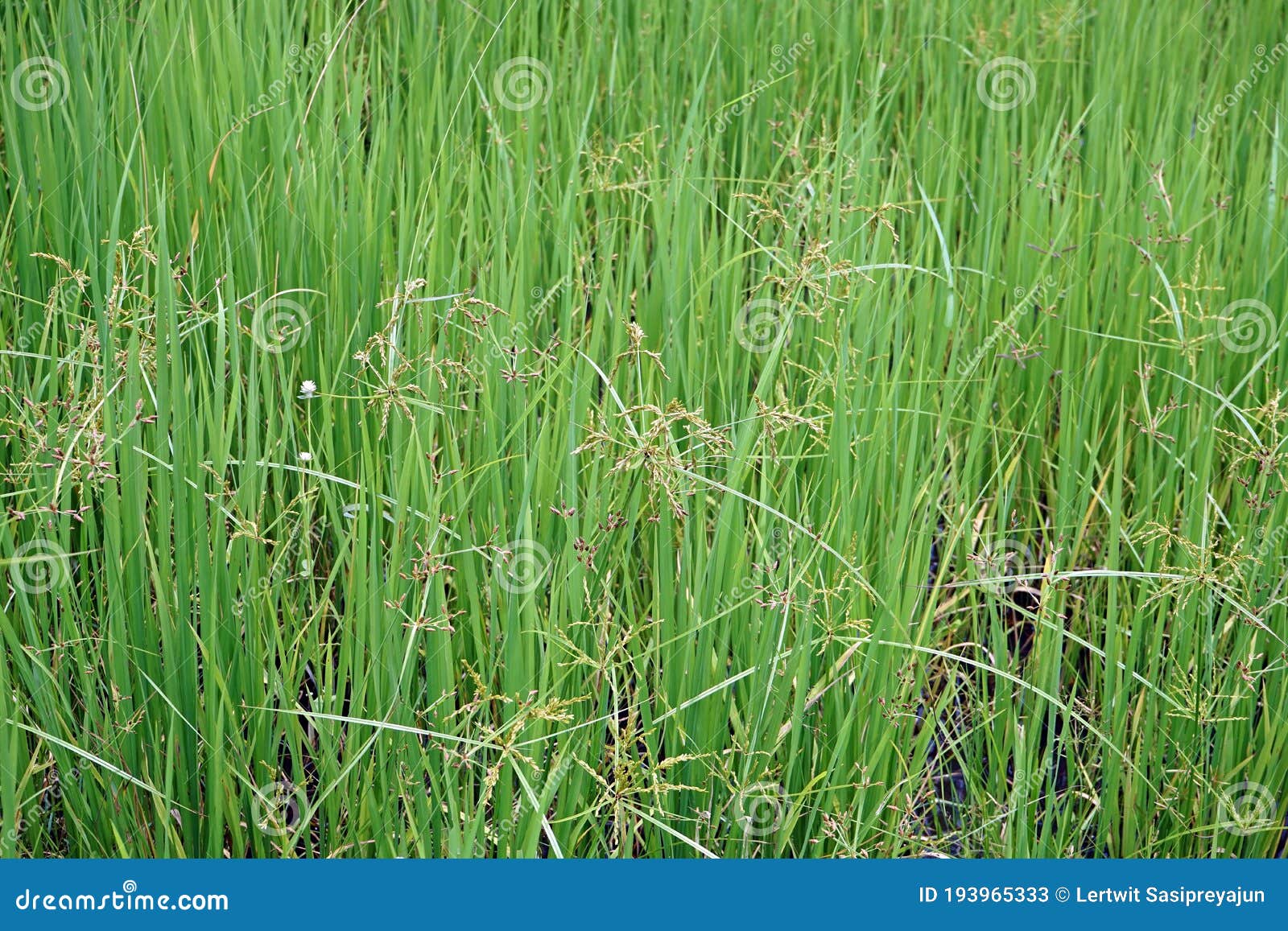 Sedges Infested in Rice Field Stock Image - Image of leaf, paddy: 193965333