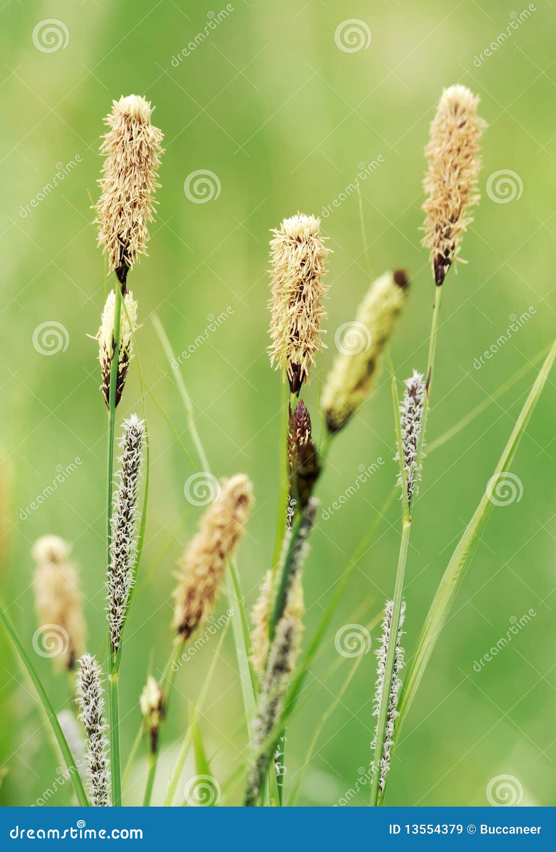 Sedges inflorescences stock image. Image of brown, green - 13554379
