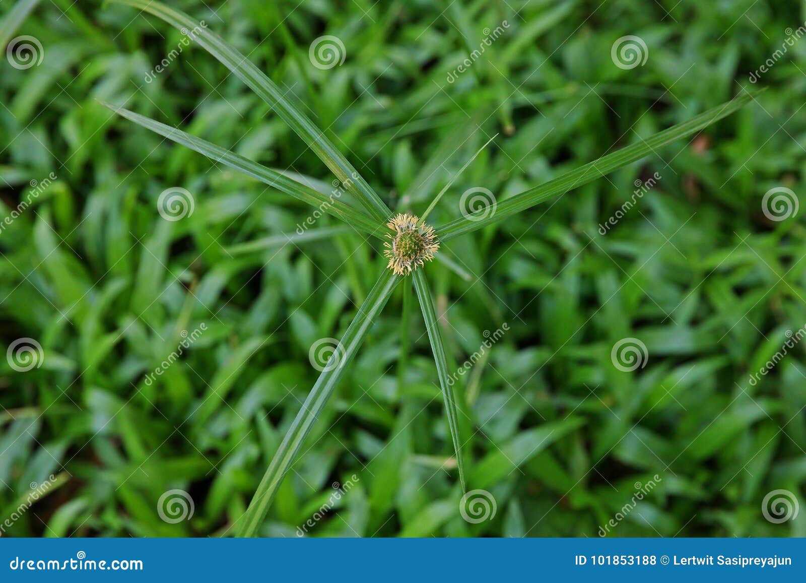 Sedges, Weed in Agriculture Crop Stock Photo - Image of sedge, crop ...