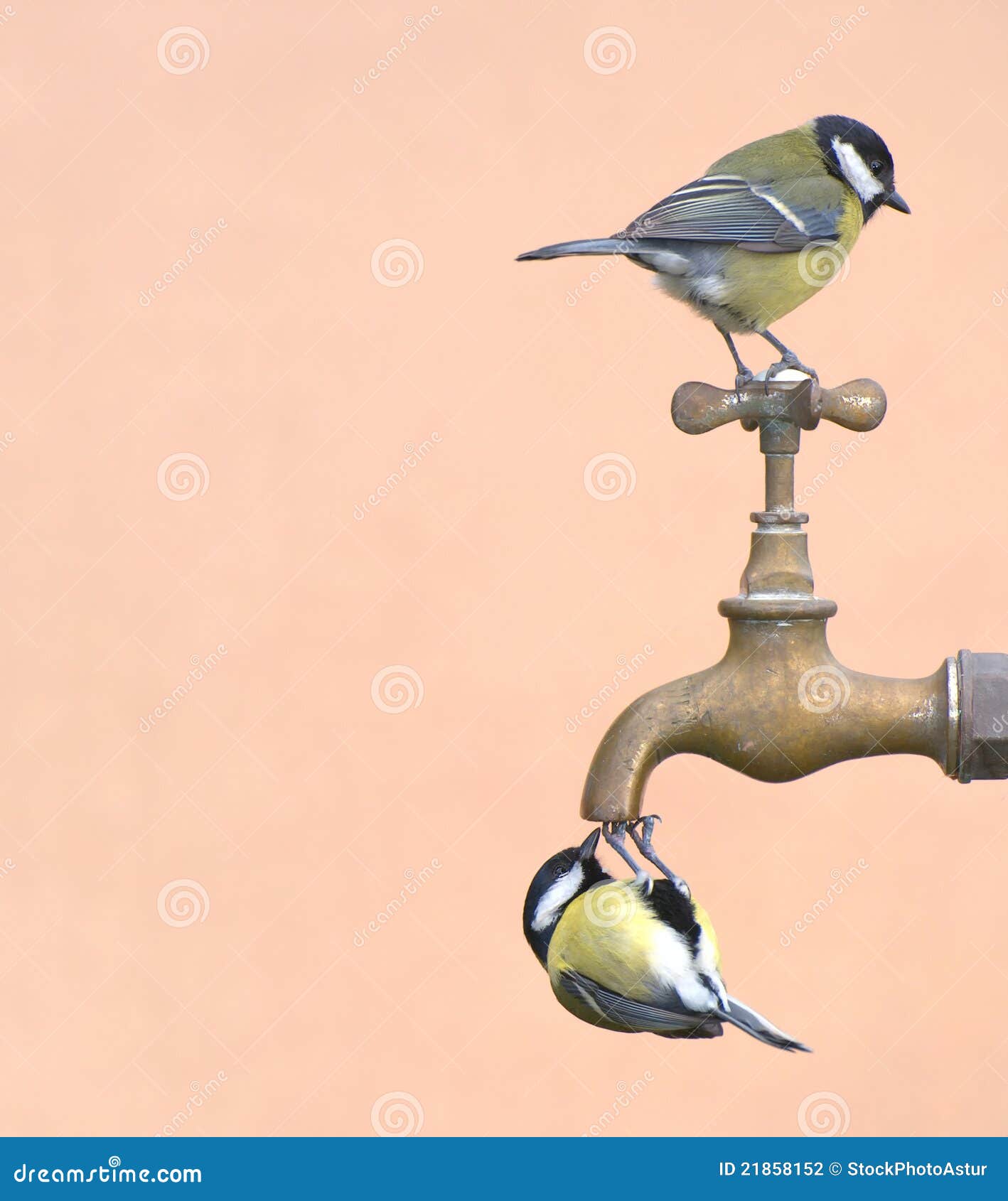 Sediento. foto de archivo. Imagen de goteo, planeta, ecosistemas - 21858152