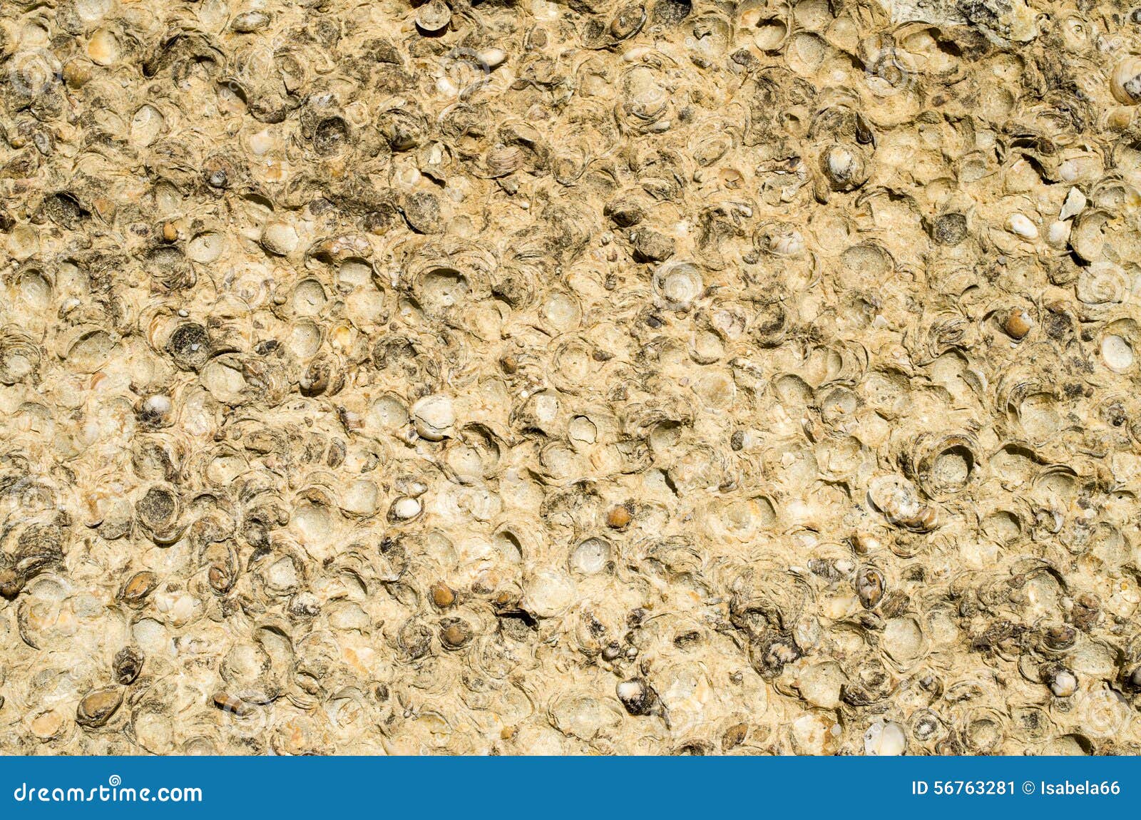 Sediment Rock with Fossilized Seashells Stock Image - Image of ...