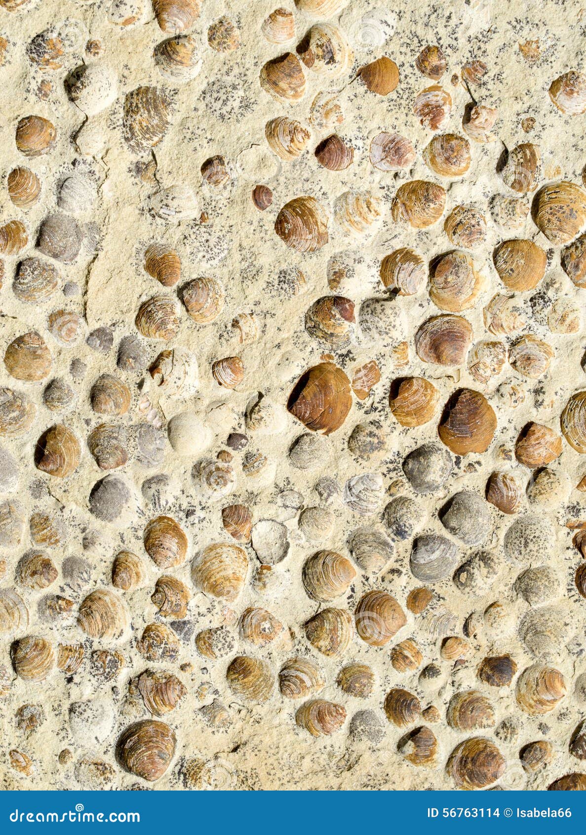 Sediment Rock with Fossilized Seashells on the Beach Stock Photo ...