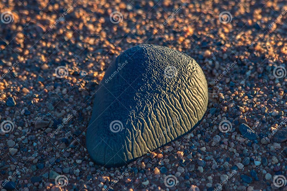 Sedimentary Pebble Eroded with Deep Furrow Pattern Like Brain ...