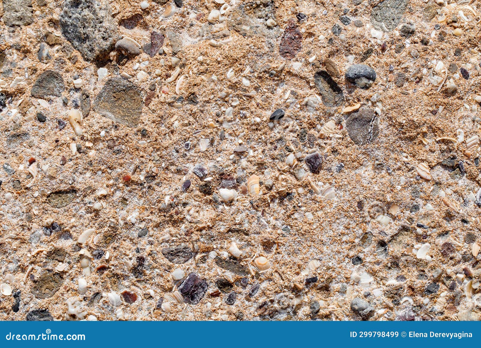 Sedimentary Rock with Inclusions of Shells and Stones, Close-up Stock ...