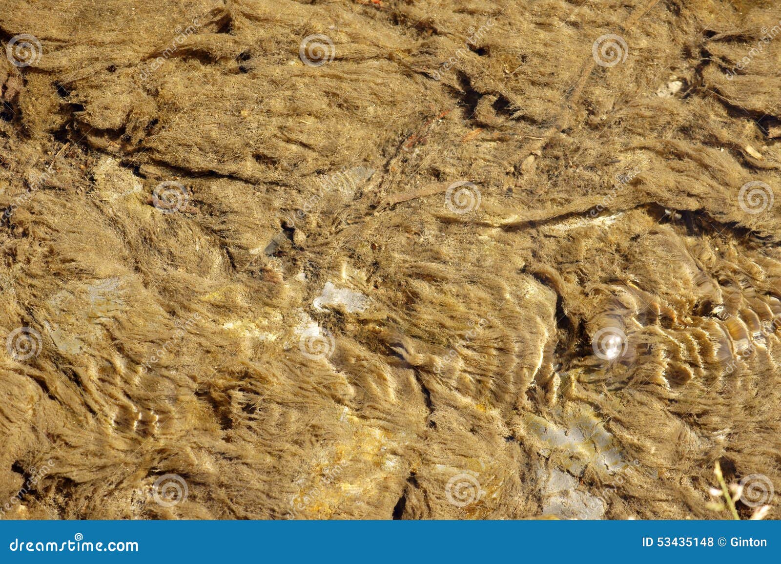 Sediments in the stream stock photo. Image of light, plant - 53435148