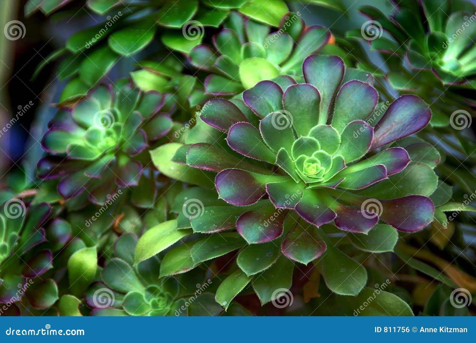 Sedo fotografia stock. Immagine di colorato, chiusura, giardino - 811756