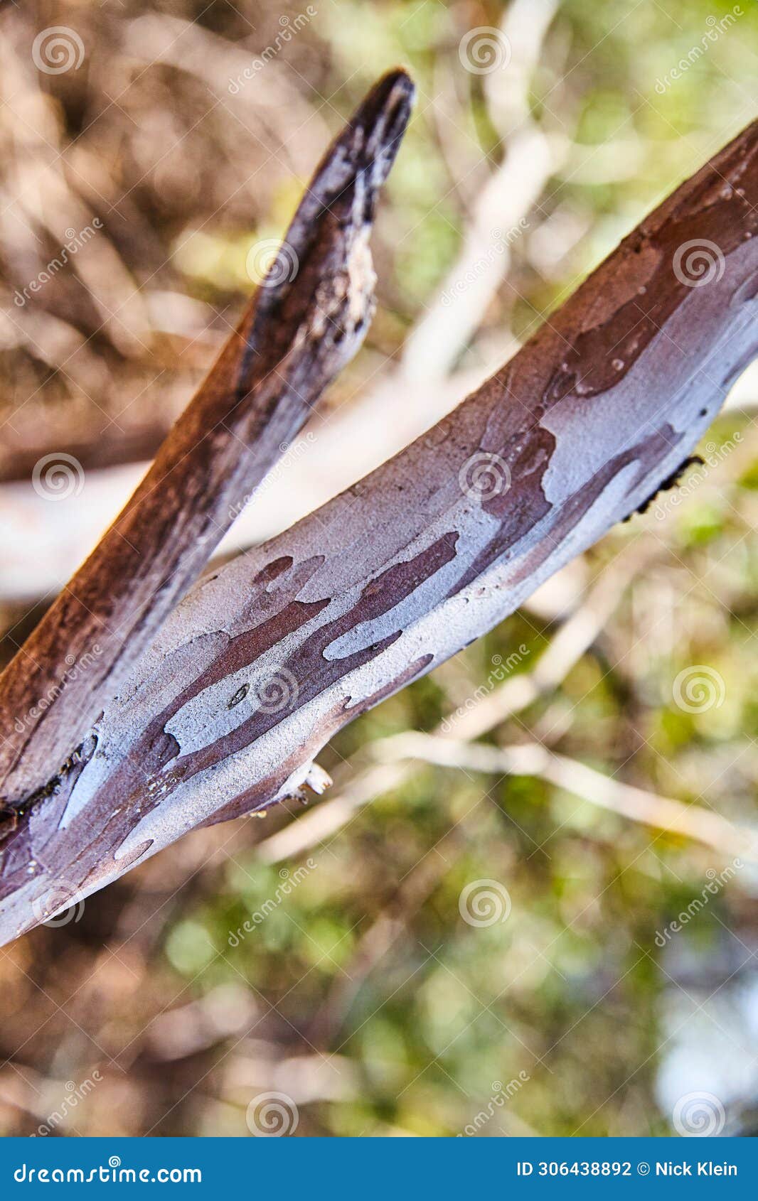 Sedona Tree Bark Texture with Natural Camouflage Pattern and Bokeh Background Stock Photo ...