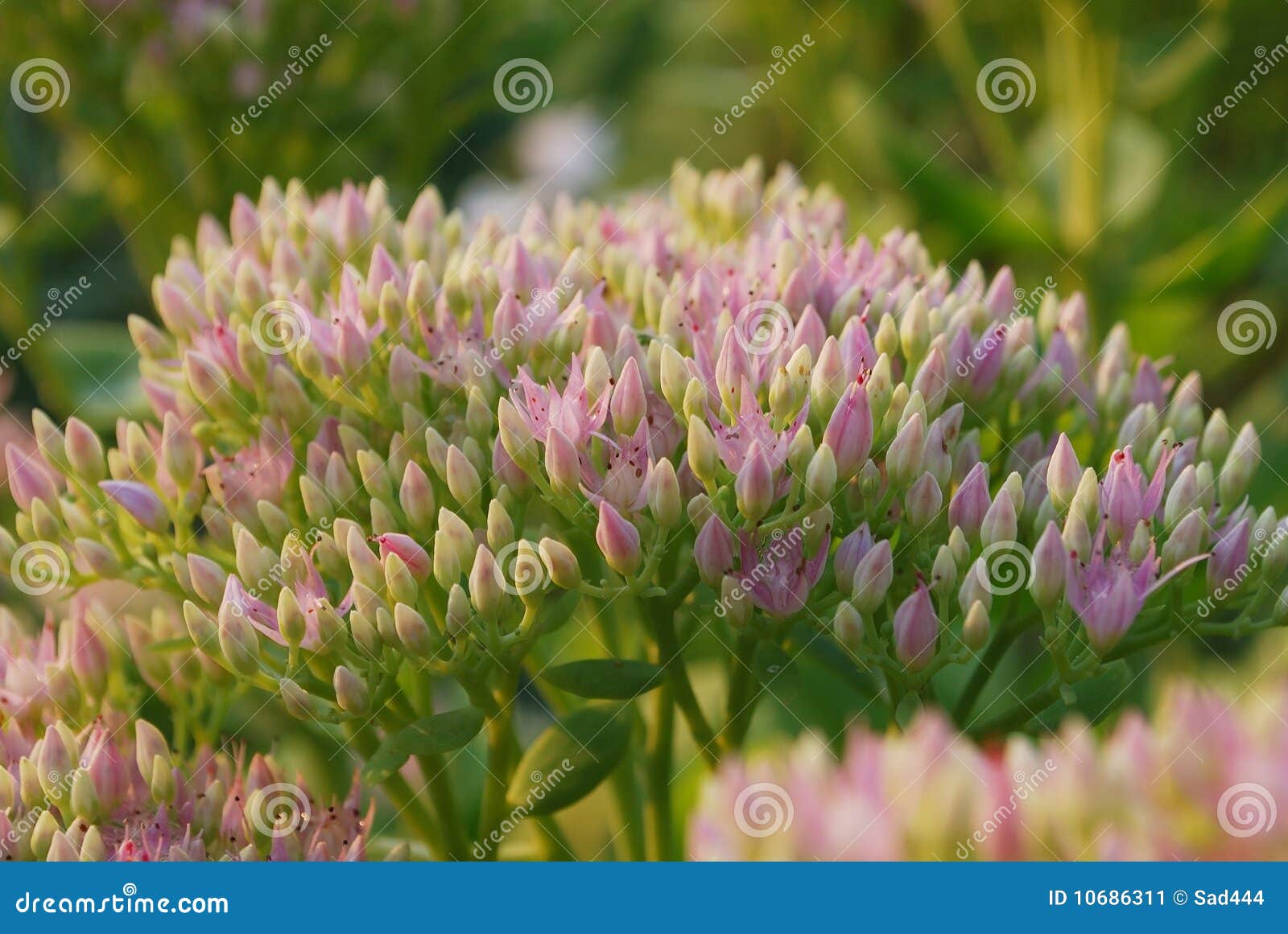 Sedum stock image. Image of flora, seasonal, perennial - 10686311