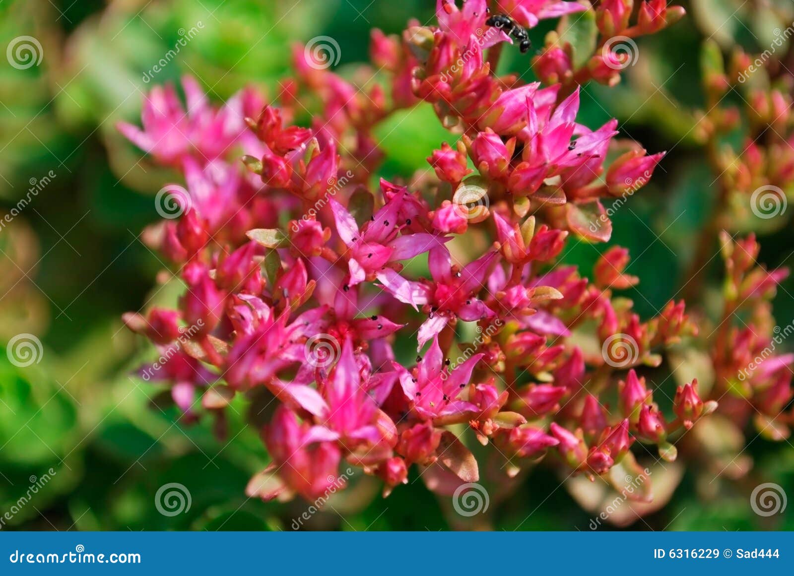 Sedum stock image. Image of spring, blossom, macro, close - 6316229