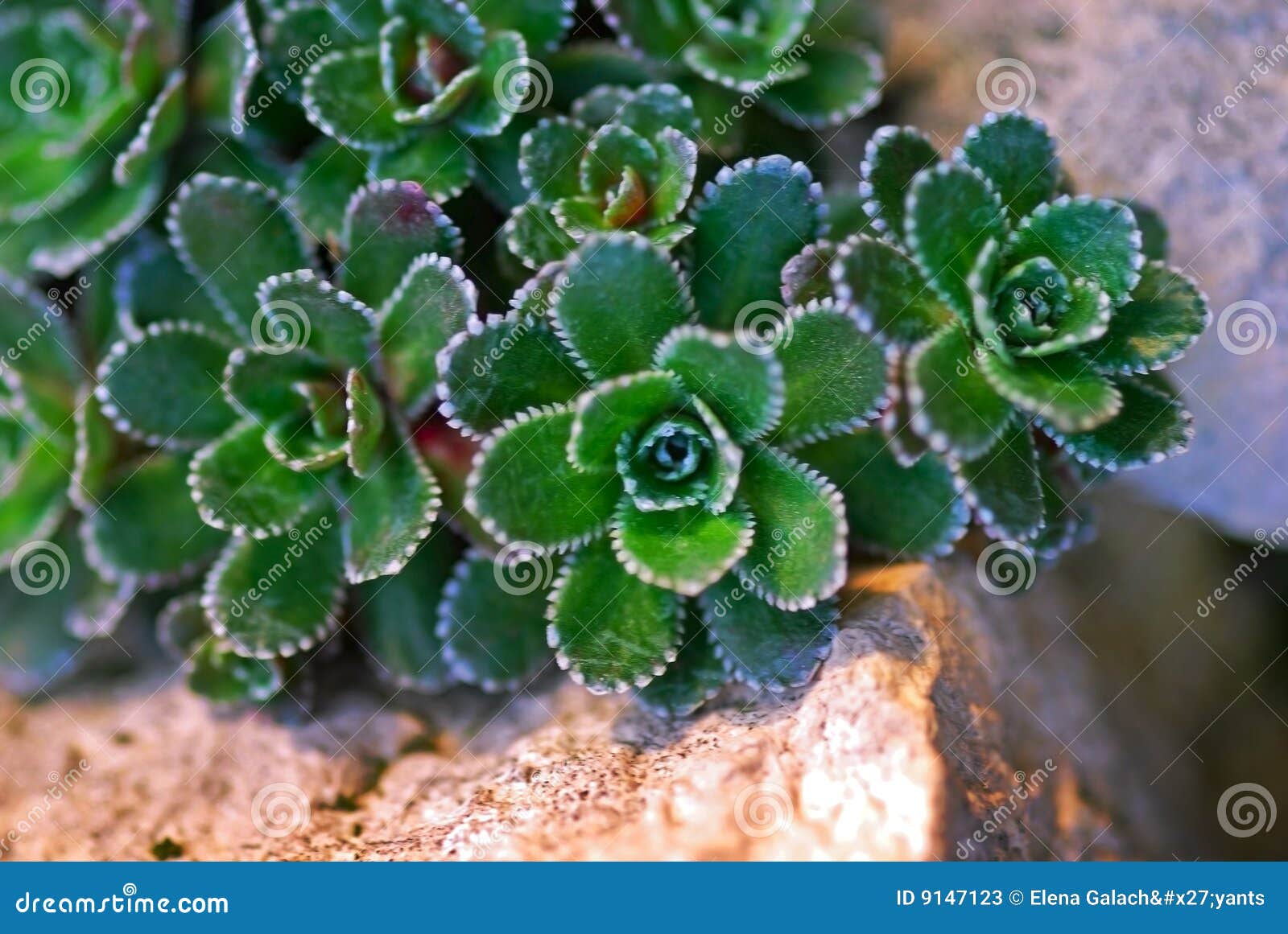Sedum in the alpine hill stock image. Image of slide, rock - 9147123