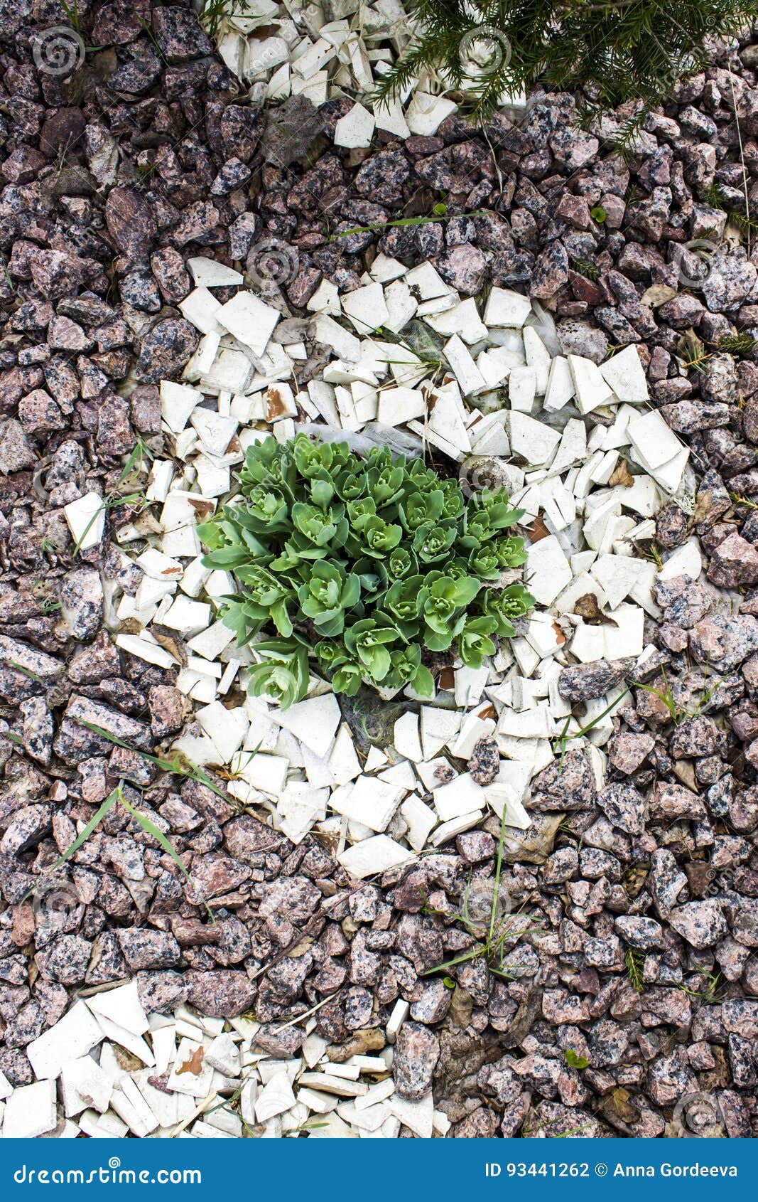 Sedum On A Bed Of Stones Royalty-Free Stock Image | CartoonDealer.com ...