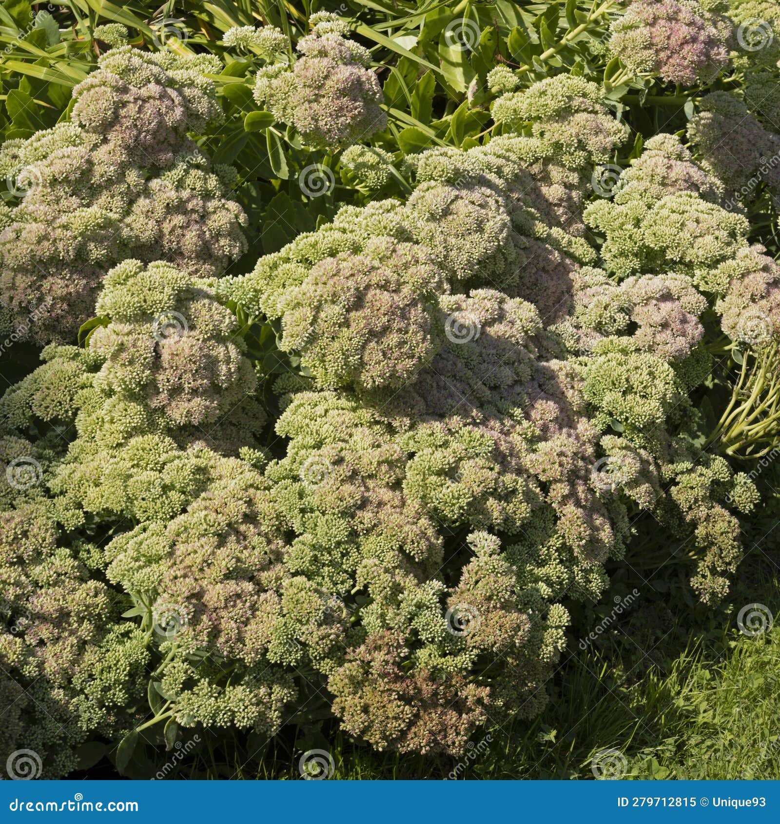 Sedum in Bloom in a Flowerbed Stock Image - Image of bloom, sedum ...