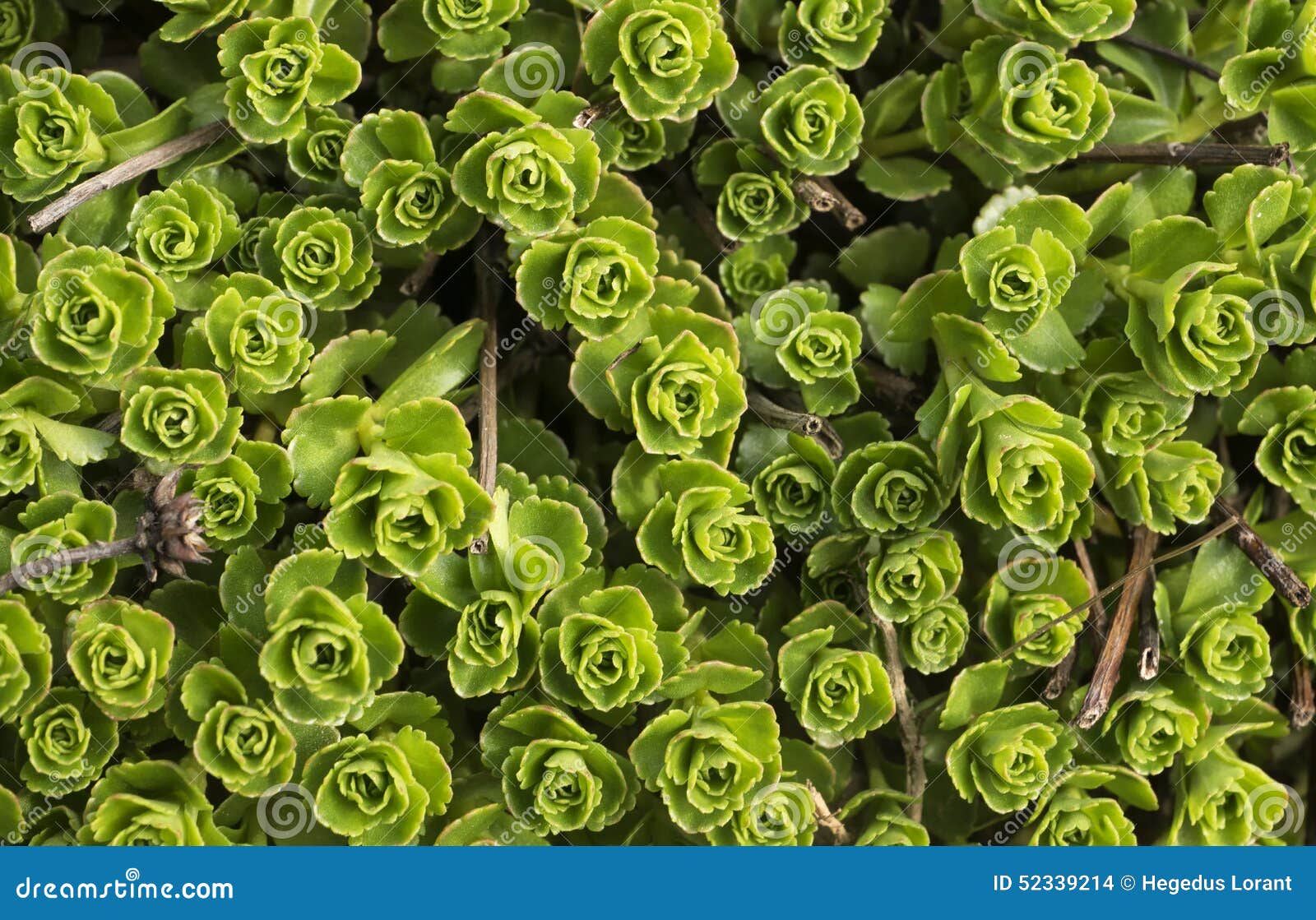 Sedum flower stock photo. Image of green, close, summer - 52339214