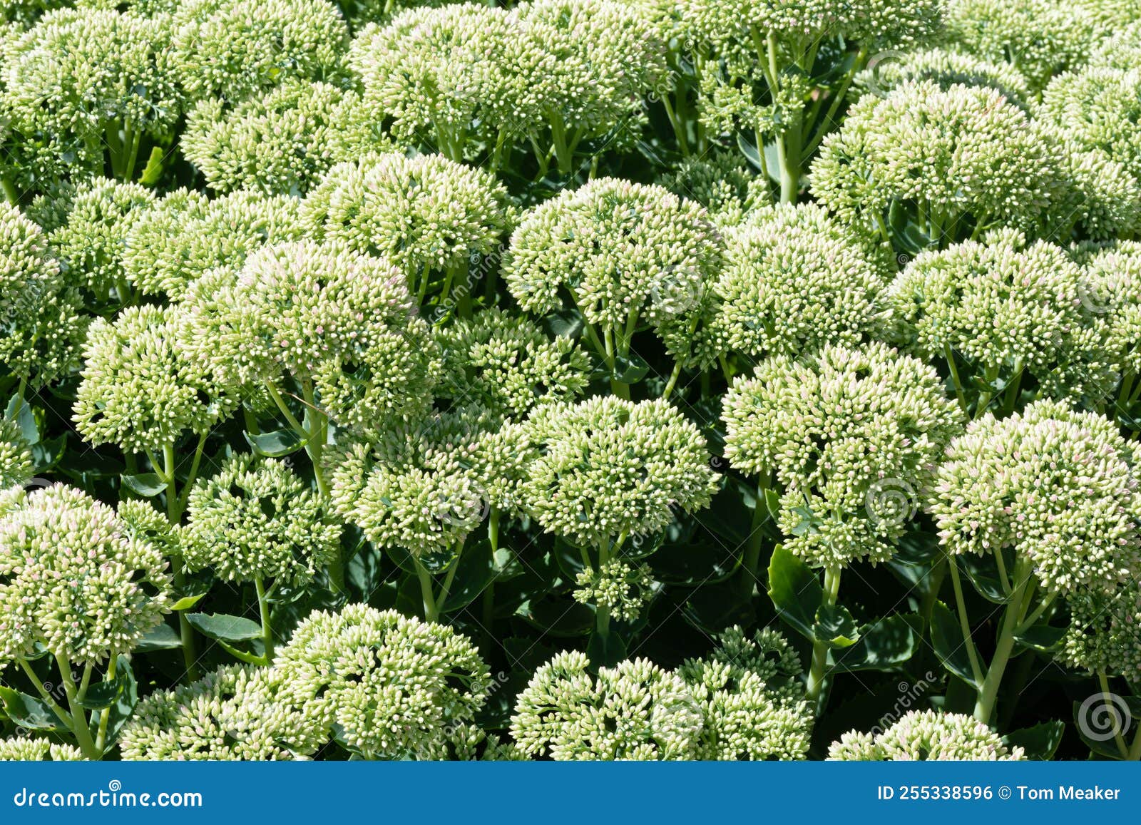 Sedum flowers stock photo. Image of growth, colour, horizontal - 255338596
