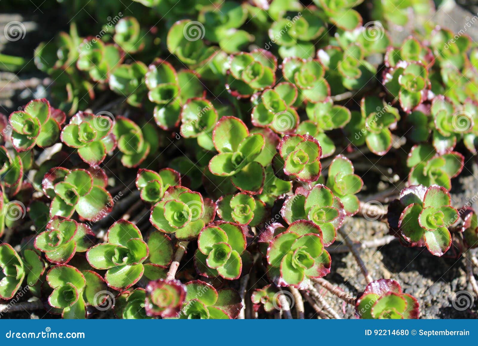 Sedum leaves in spring stock photo. Image of hardy, leaf - 92214680