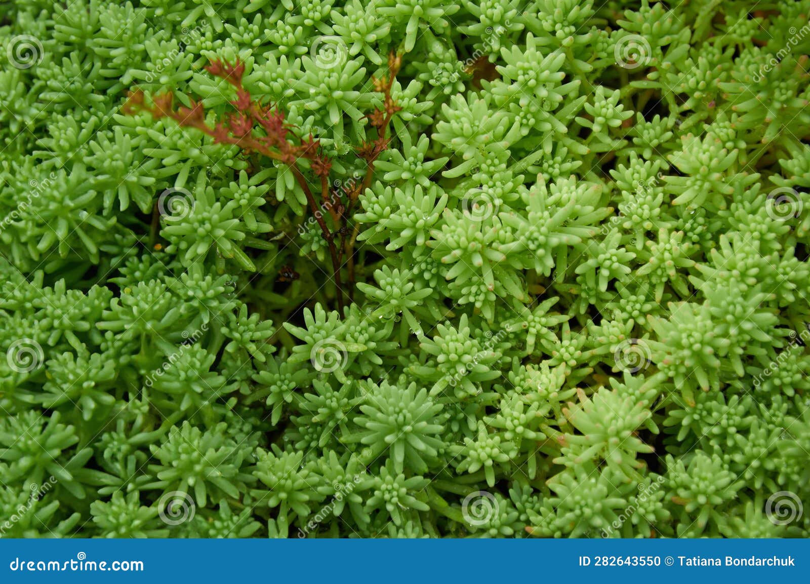 Sedum in Nature. Natural Background of Green Sedum Stock Photo - Image of succulent, abstract ...