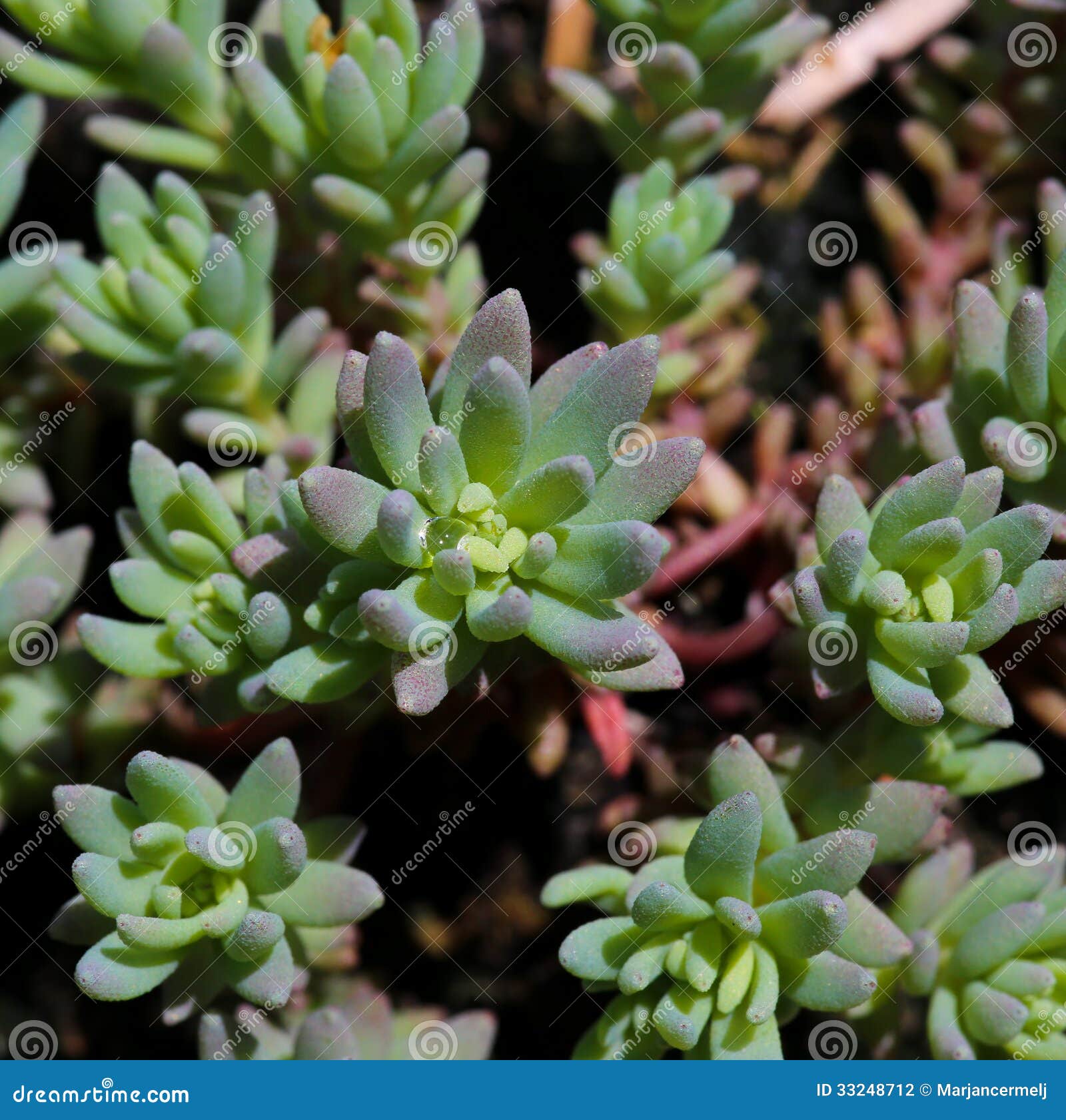 Sedum Nevii Silver Frost stock photo. Image of flora - 33248712