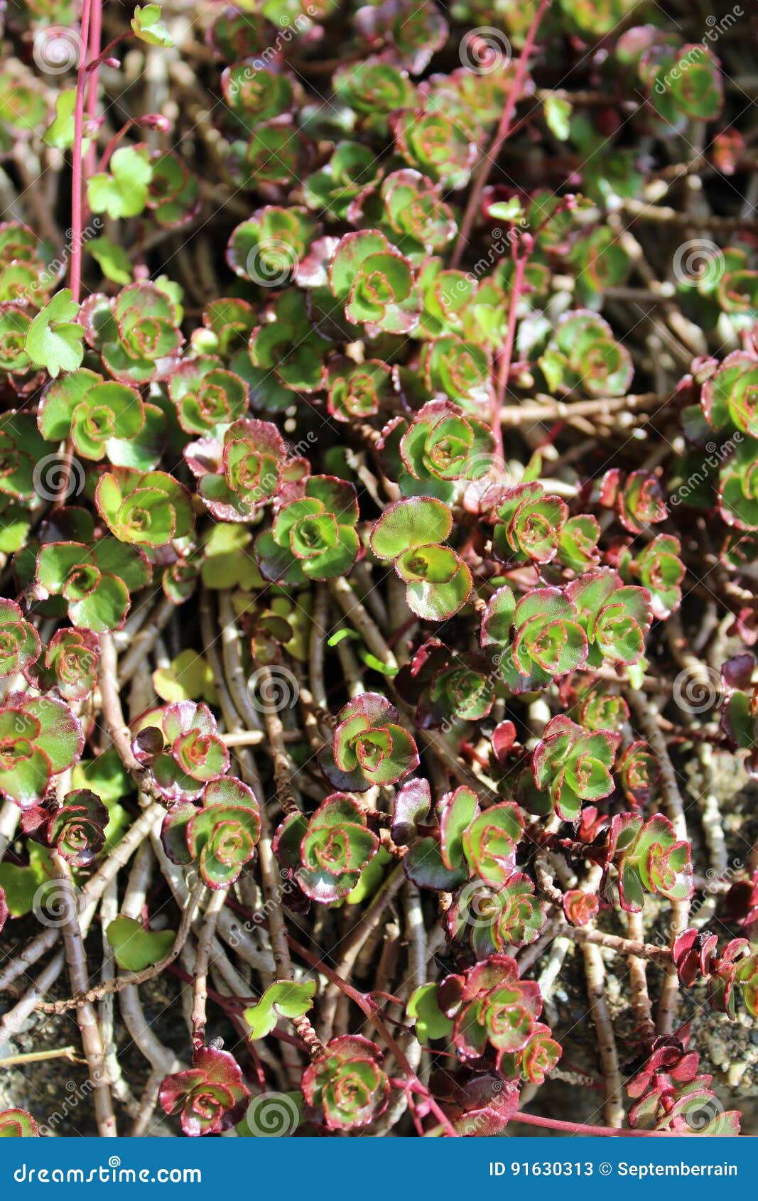 Sedum plant in spring stock image. Image of cover, hardy - 91630313