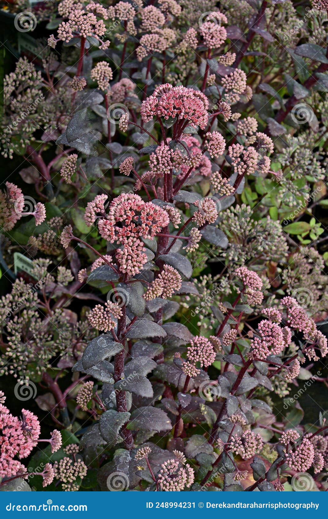Sedum Red Cauli stock image. Image of color, pink, colour - 248994231