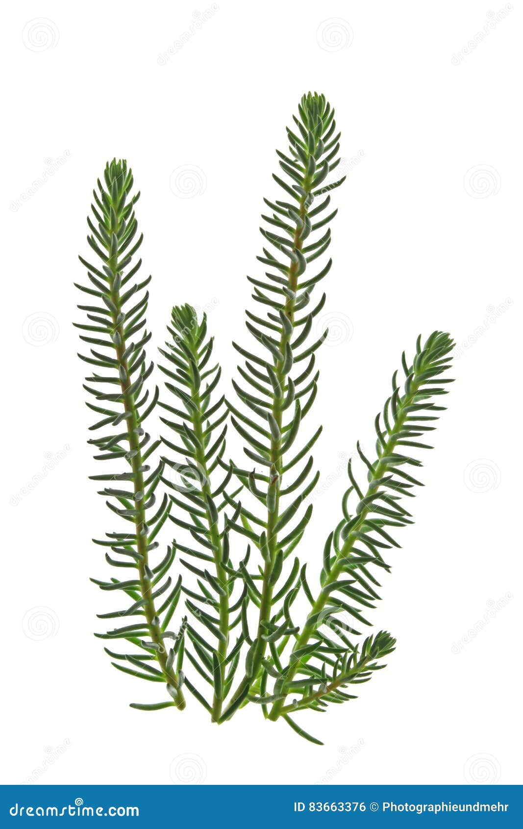 Sedum reflexum stock photo. Image of isolated, herb, rock - 83663376