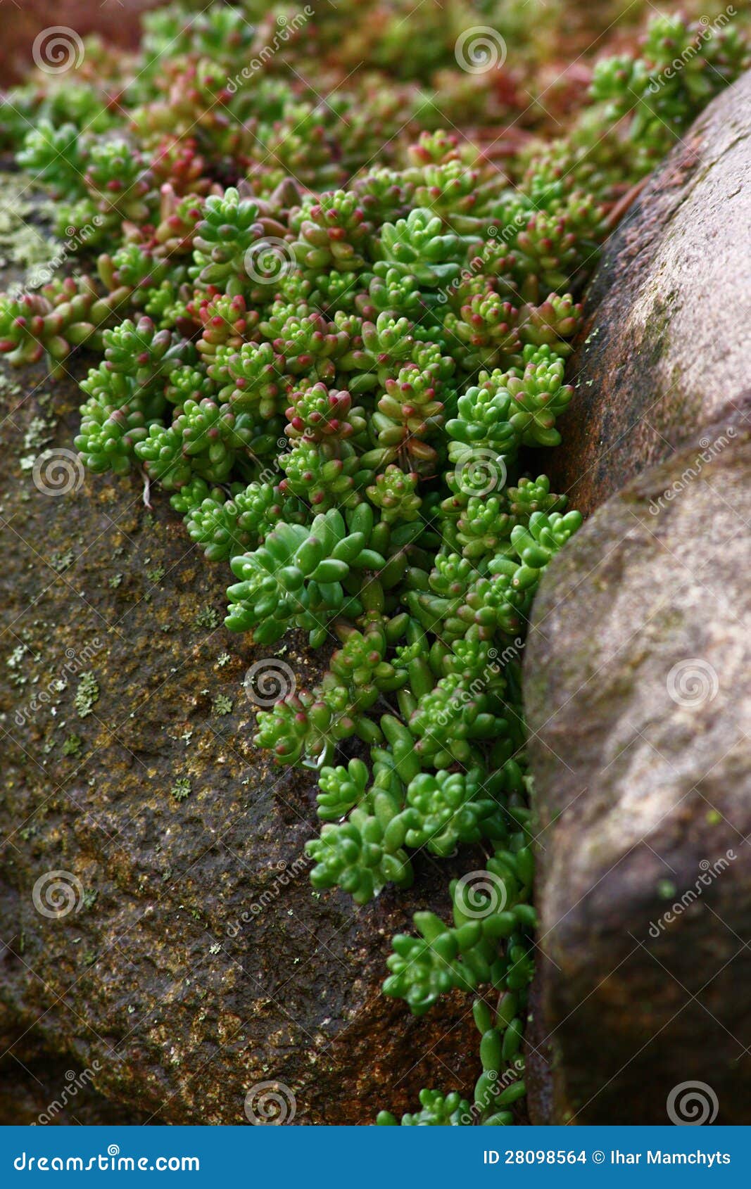 Sedum in a rock-garden. stock photo. Image of runaways - 28098564