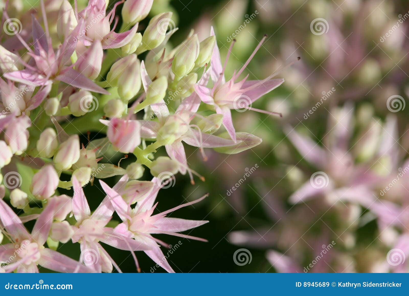 Sedum rose en fleur image stock. Image du rose, bourgeons - 8945689