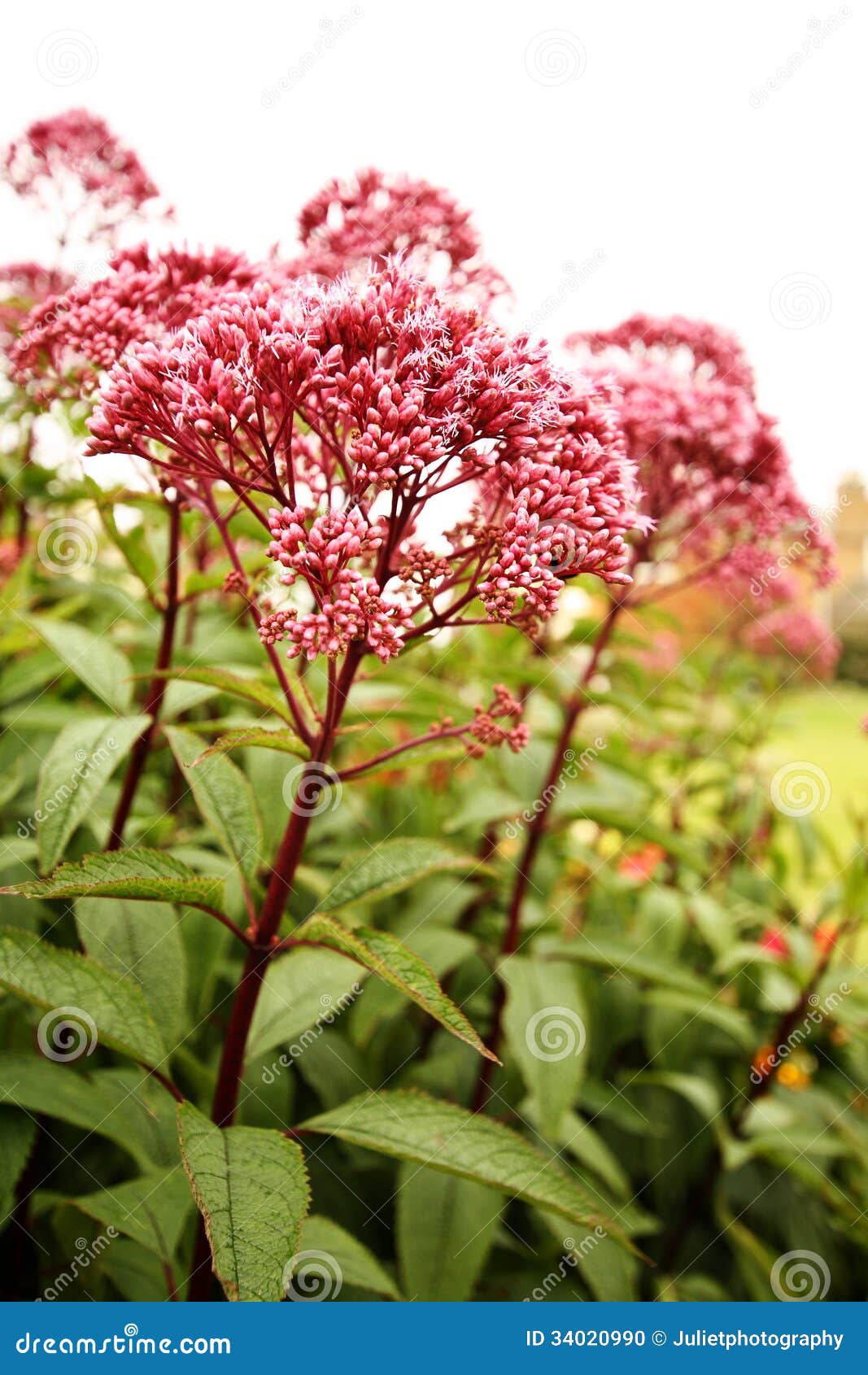 Sedum Ruby Glow stock photo. Image of pink, ruby, glow - 34020990