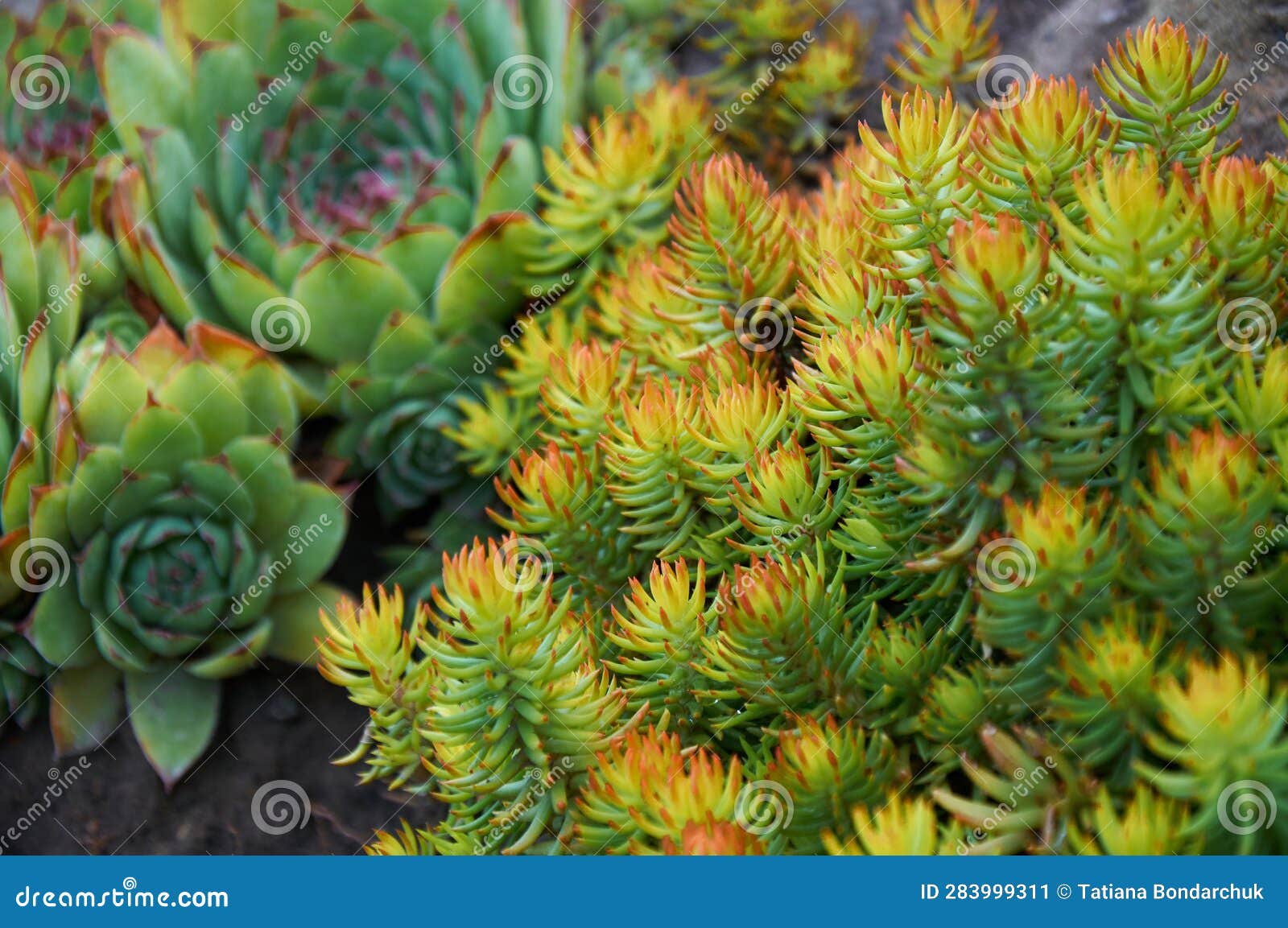 Sedum and Sempervivum (stone Rose) in Nature Stock Image - Image of ...