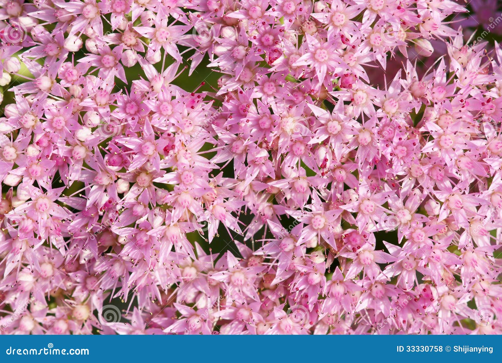 Sedum spectabile stock photo. Image of nature, close - 33330758
