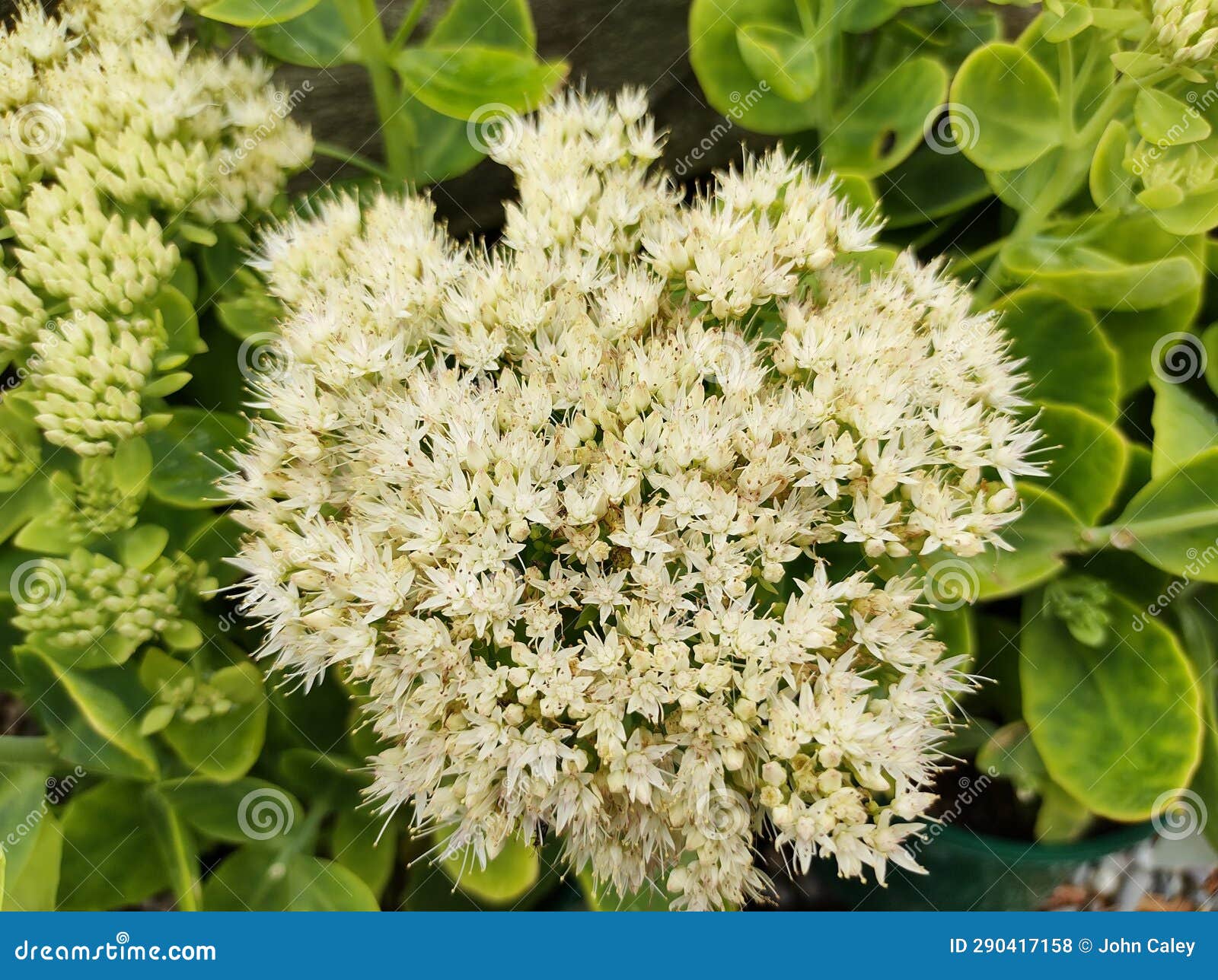 Sedum spectabile Stardust stock photo. Image of closeup - 290417158