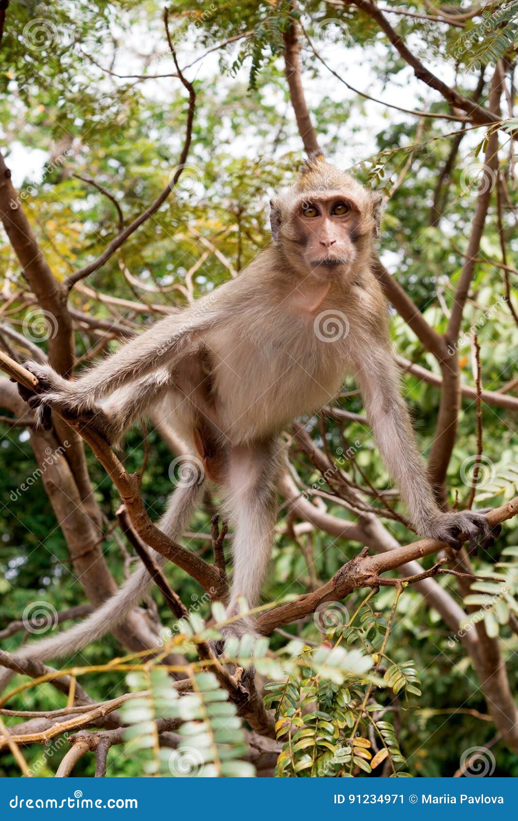 Seduta Della Scimmia Di Macaco Immagine Stock - Immagine di famiglia ...