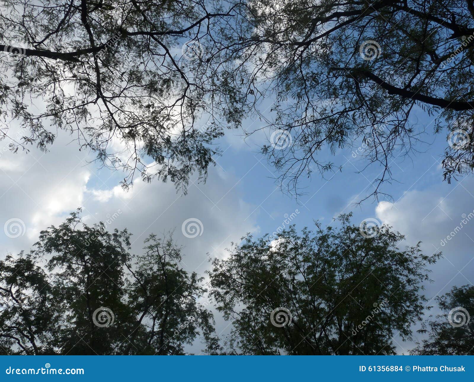 See Above stock photo. Image of relax, nature, tropical - 61356884