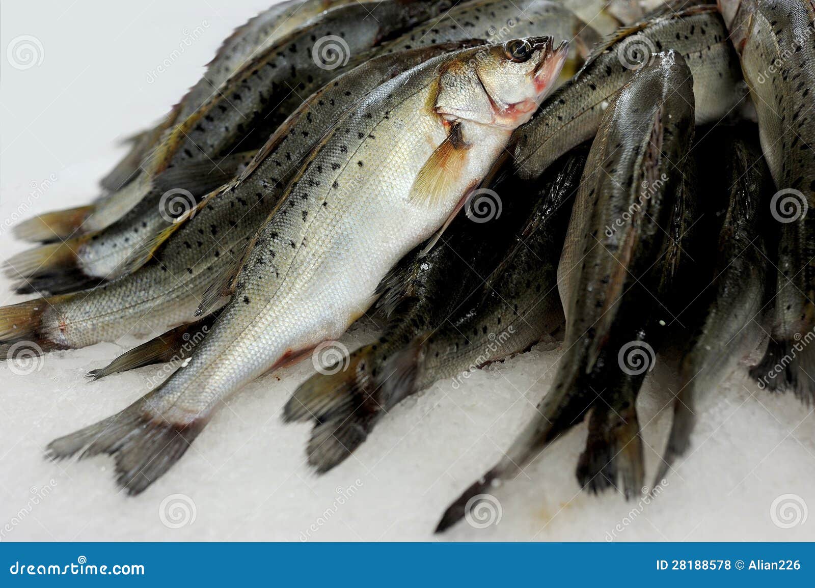 See bass stock photo. Image of scale, market, food, fresh - 28188578