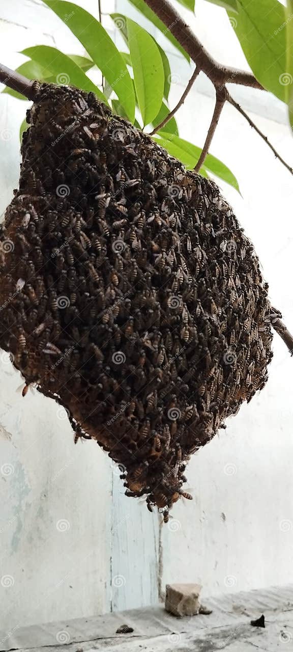 See Bee Honeycombs Up Close Stock Photo - Image of honeybee, yard ...