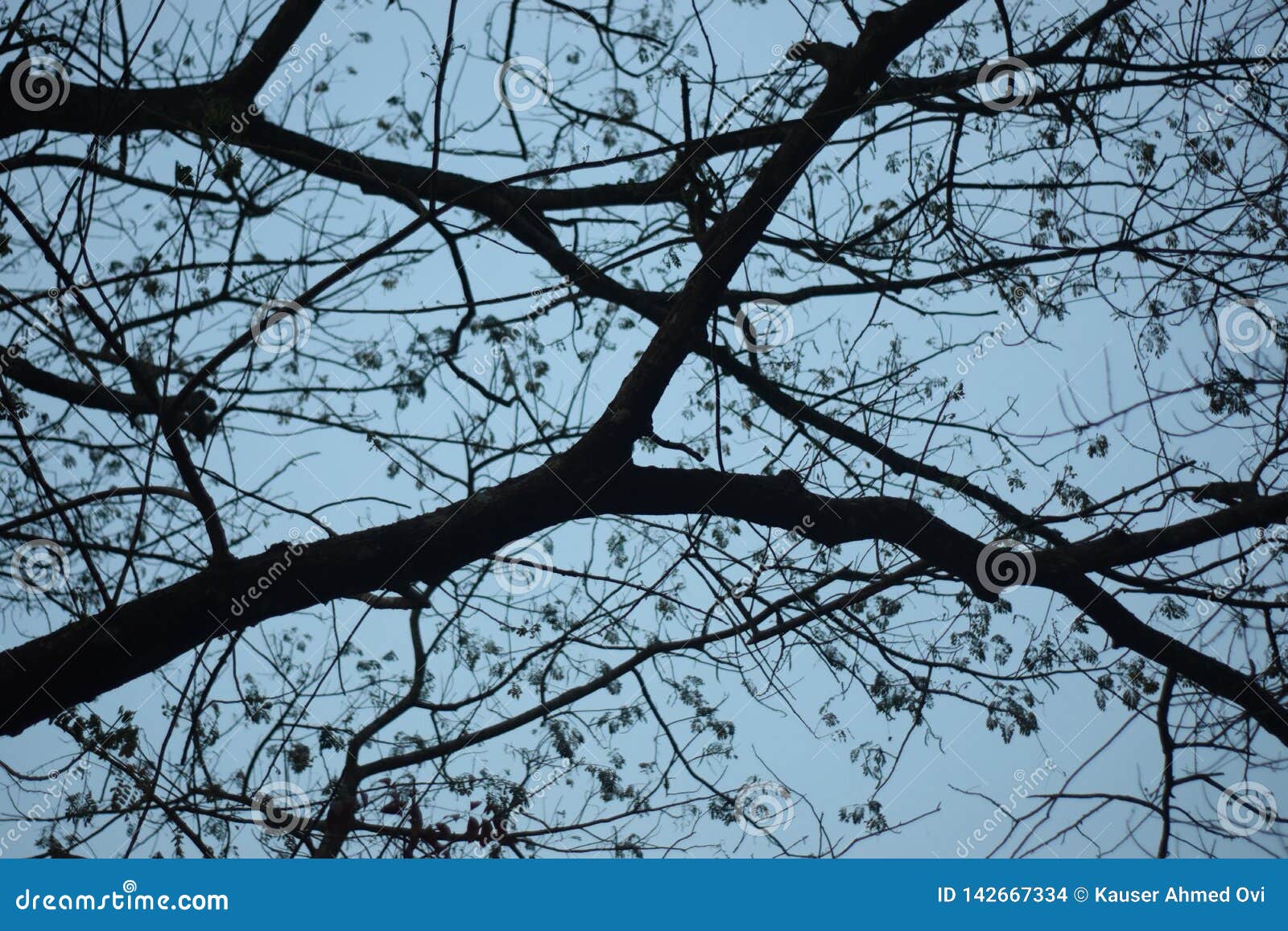 See the Sky through Tree Bough Stock Photo - Image of girl, tree: 142667334